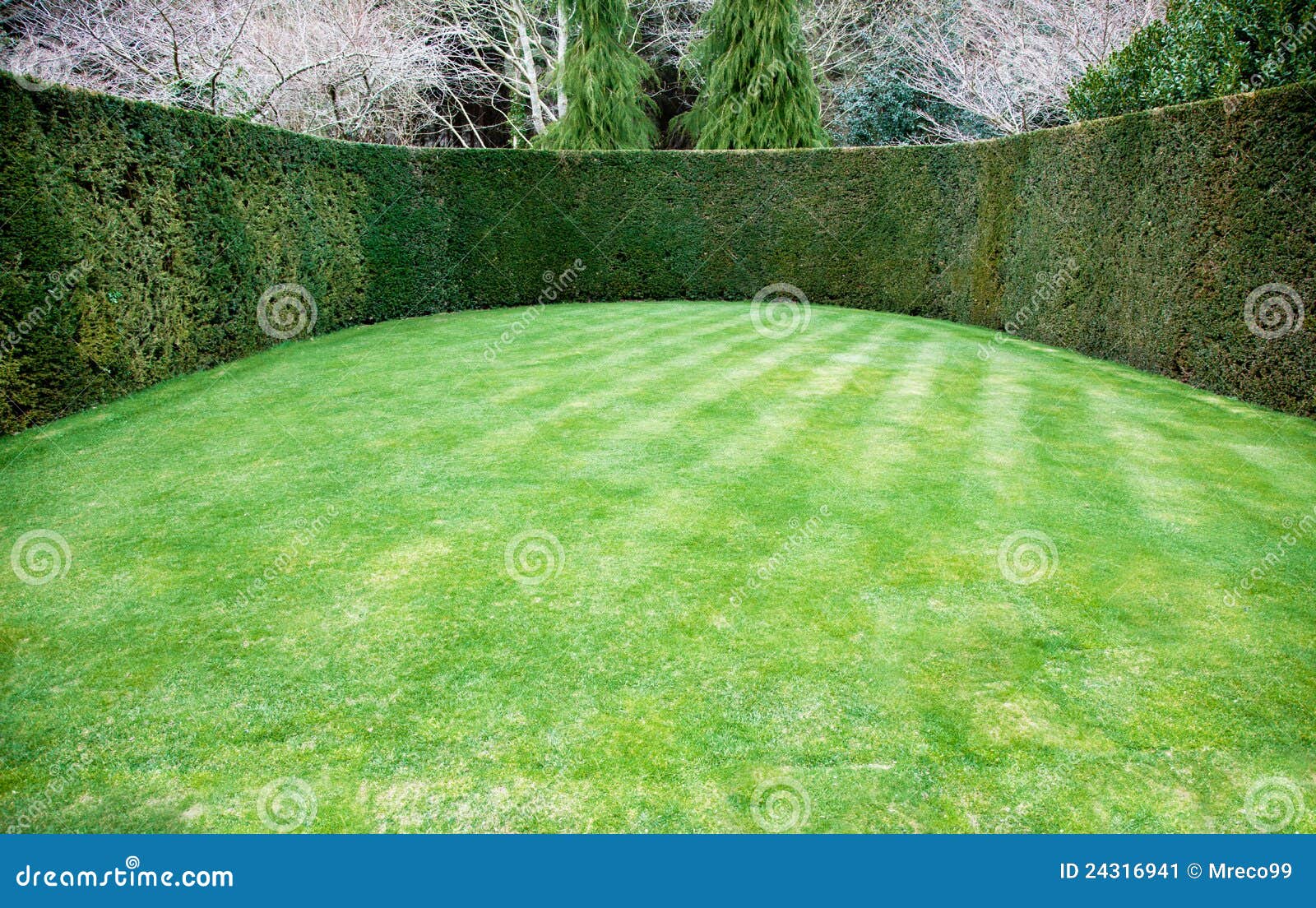 Trimmed Hedge Around Oval Lawn Stock Image - Image of mown, hedge: 24316941
