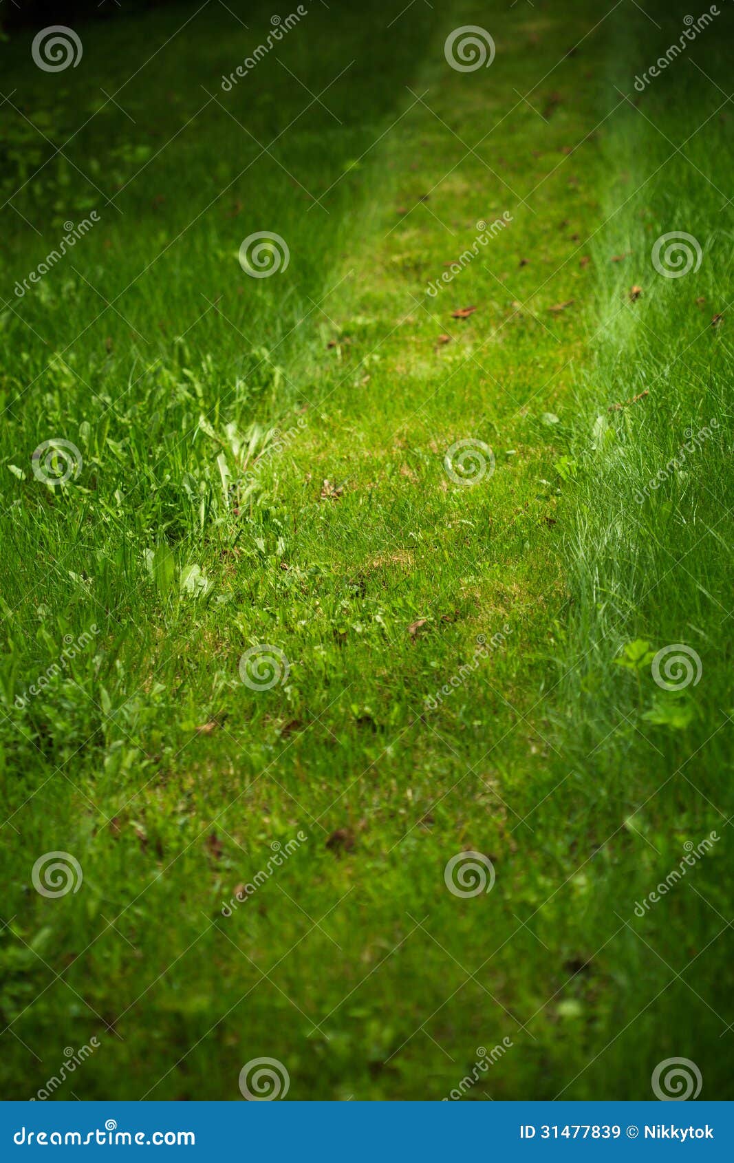 Trimmed lawn path stock image. Image of nature, season - 31477839