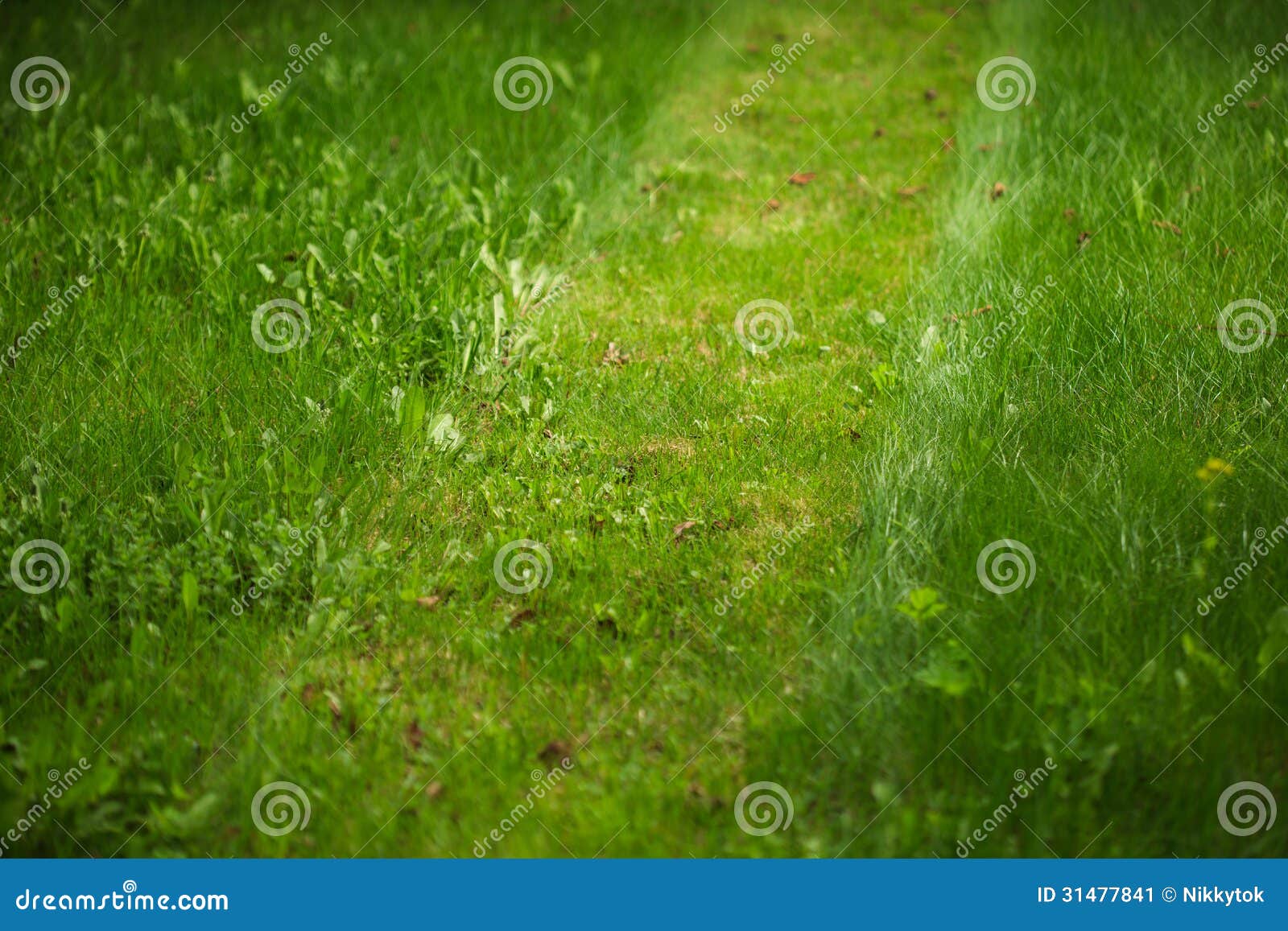 Trimmed lawn path stock image. Image of grow, pattern - 31477841