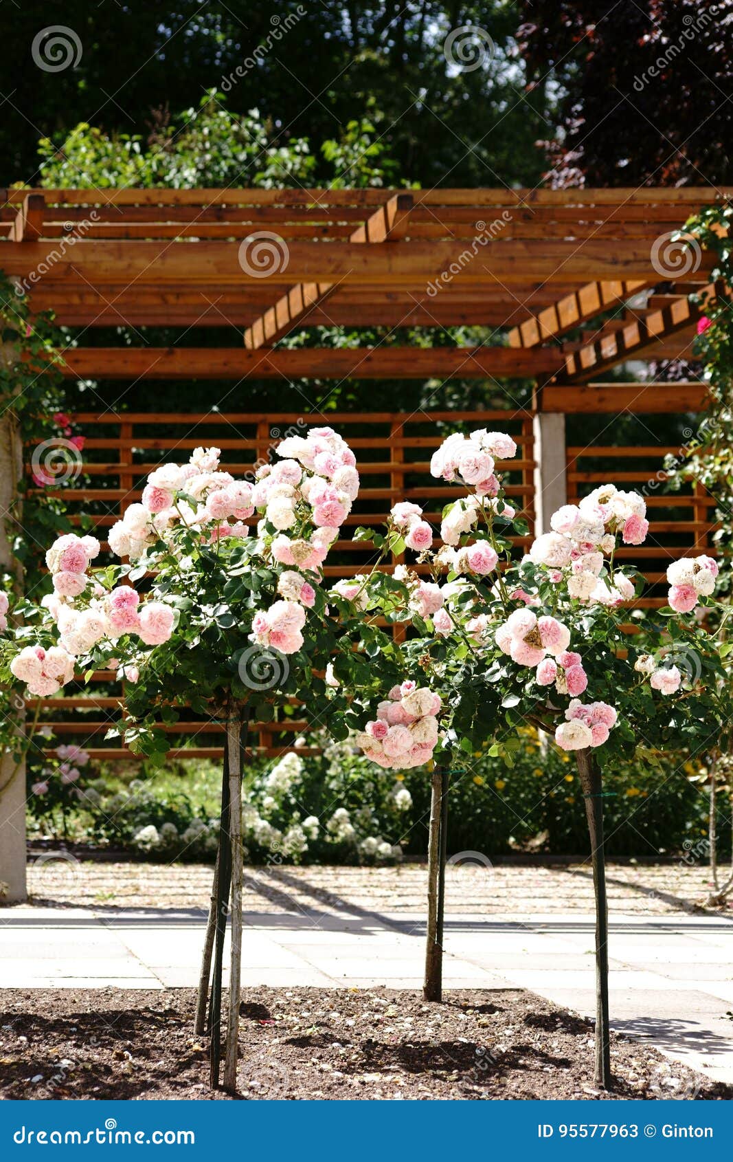 Trimmed rose tree stock image. Image of flora, support - 95577963