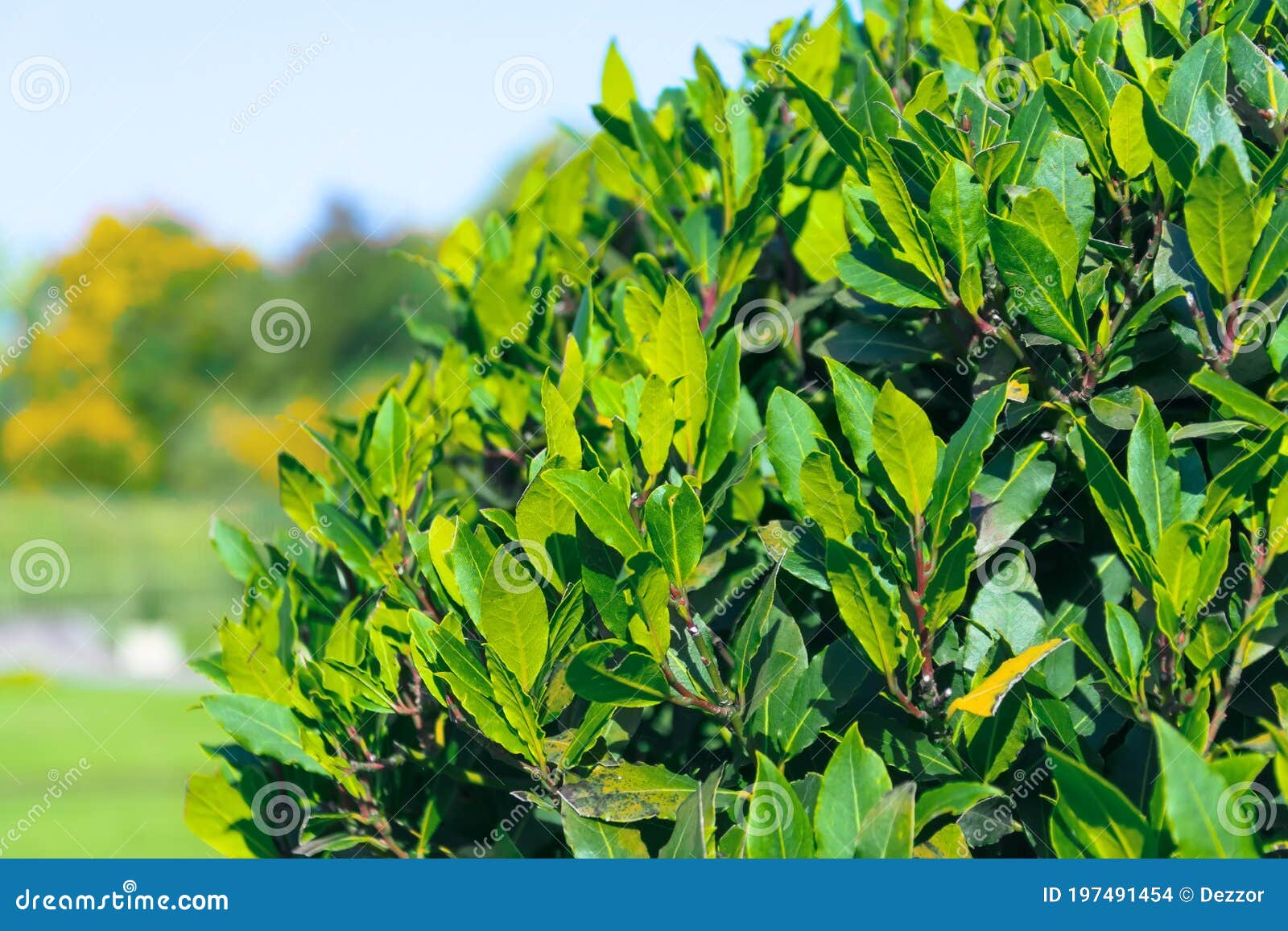 Trimmed Round Shape of Laurel Tree Crown, Leaves Close Up Stock Photo ...