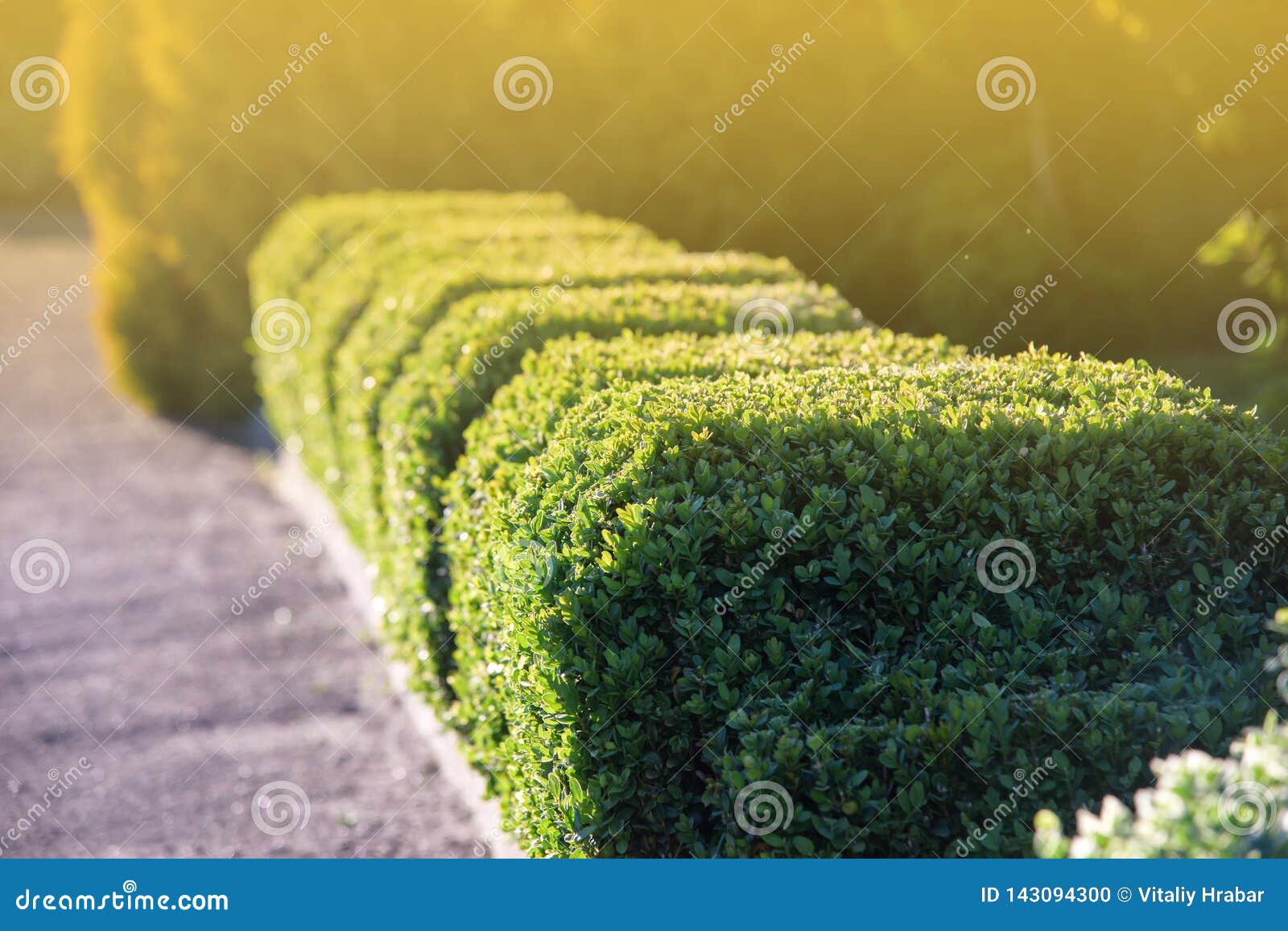Trimmed Shrub Fence in Garden Stock Photo - Image of leaf, grow: 143094300