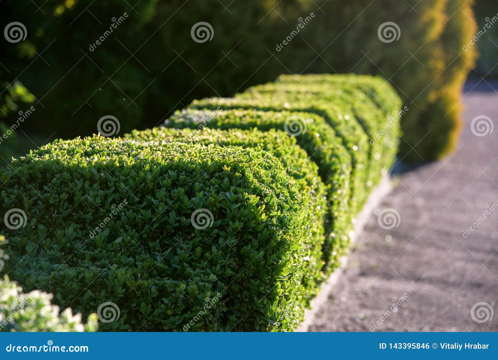 Trimmed Shrub Fence in Garden Stock Photo - Image of leaf, trimmed ...