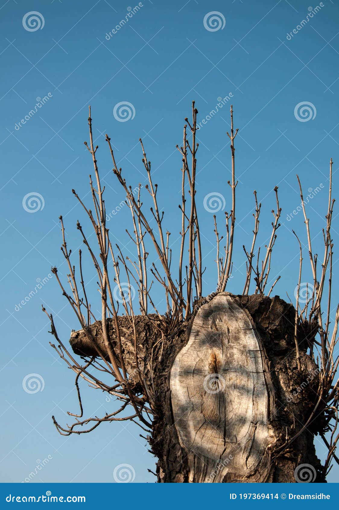 Trimmed Thick Tree Trunk with Thin Young Twigs Stock Photo - Image of ...
