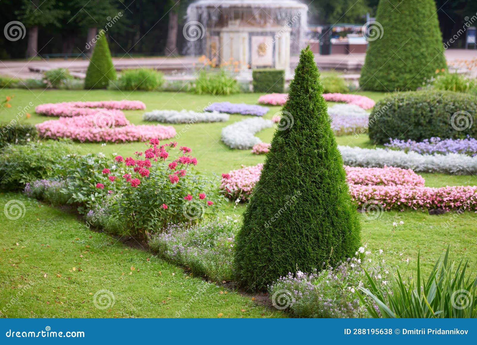 Trimmed Thuja Tree Triangle Shape at Flower Bed in Formal Garden Stock ...