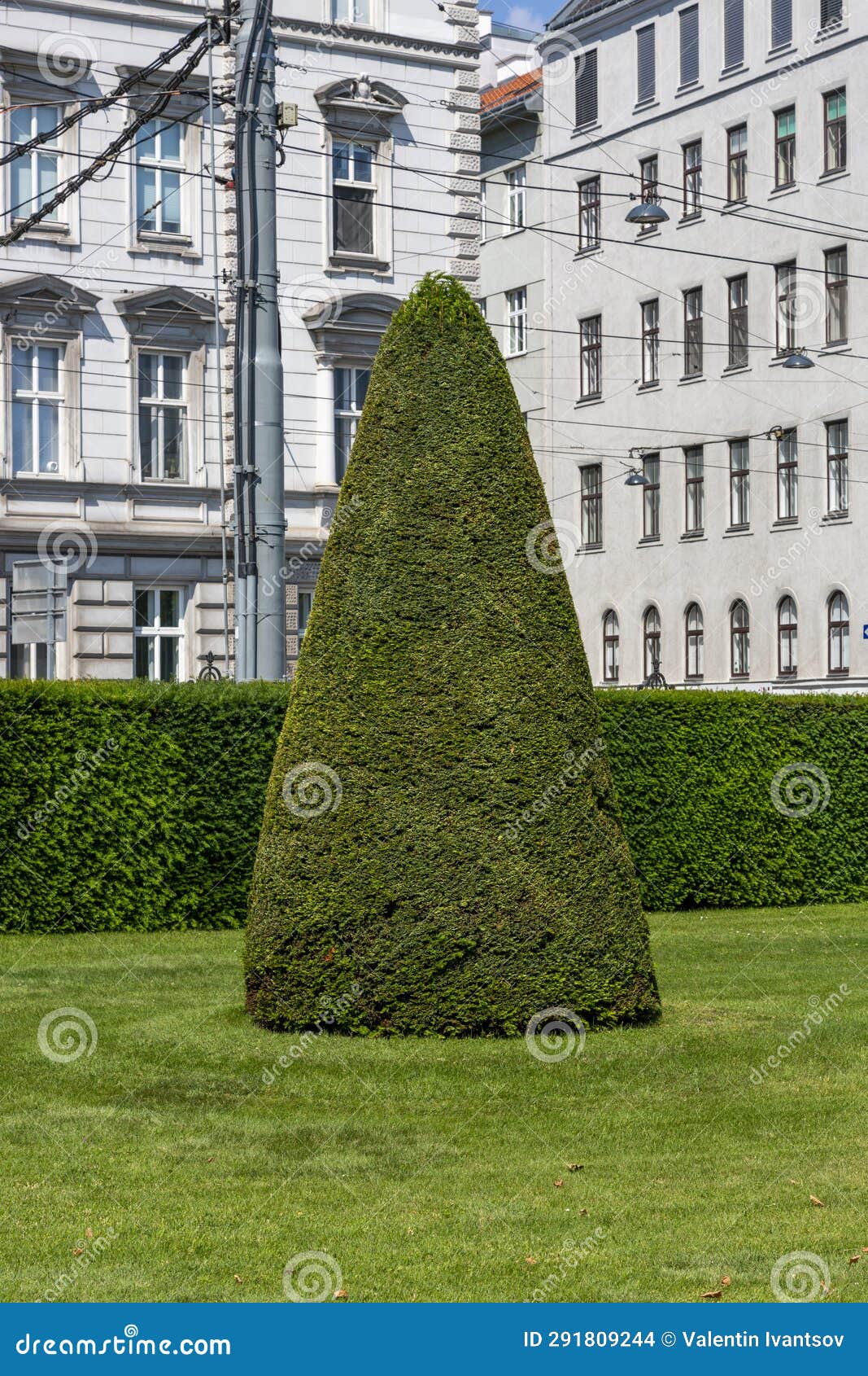 A Trimmed Tree in the Shape of a Pyramid on the City Lawn Stock Photo ...