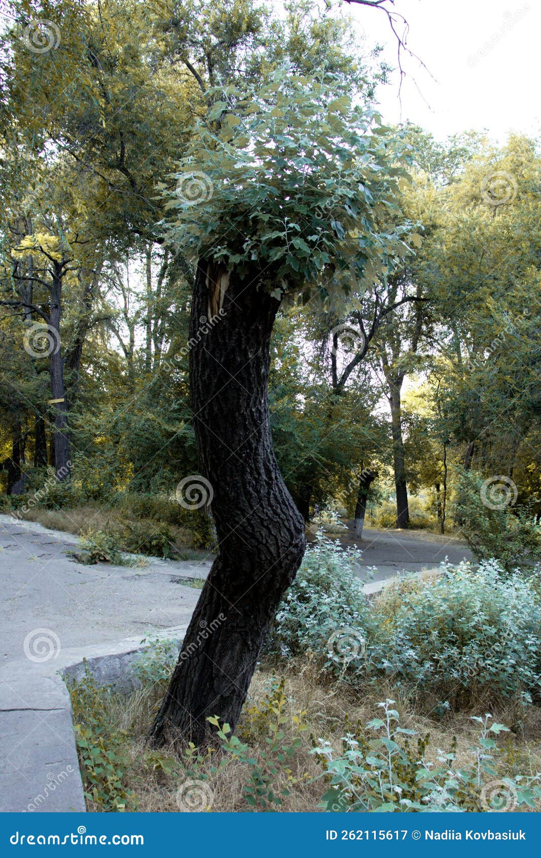 Trimmed Tree. Young Shoot on an Old Pruned Tree Stock Image - Image of ...