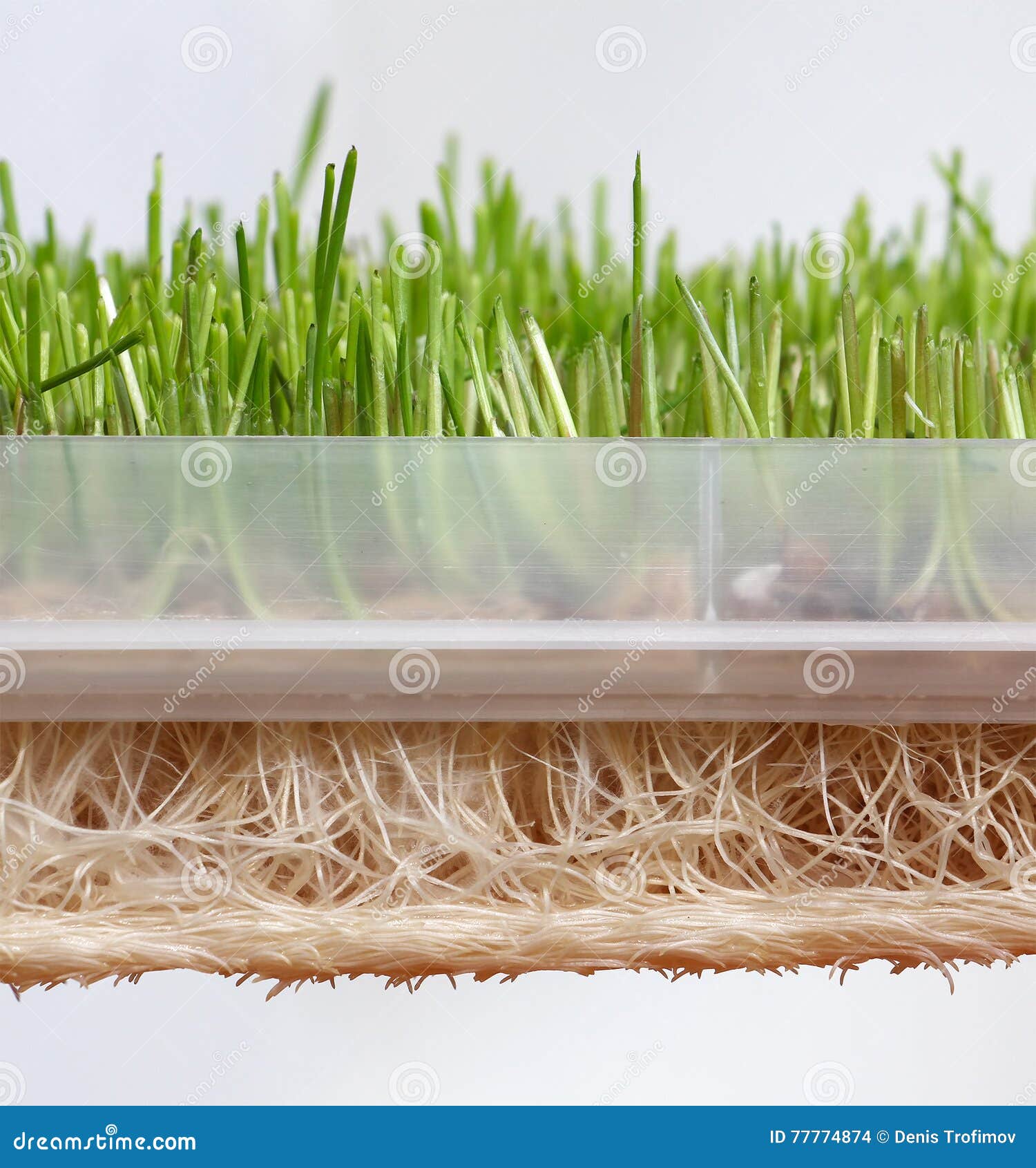 Trimmed Wheatgrass with Roots in the Container, Closeup Stock Photo ...