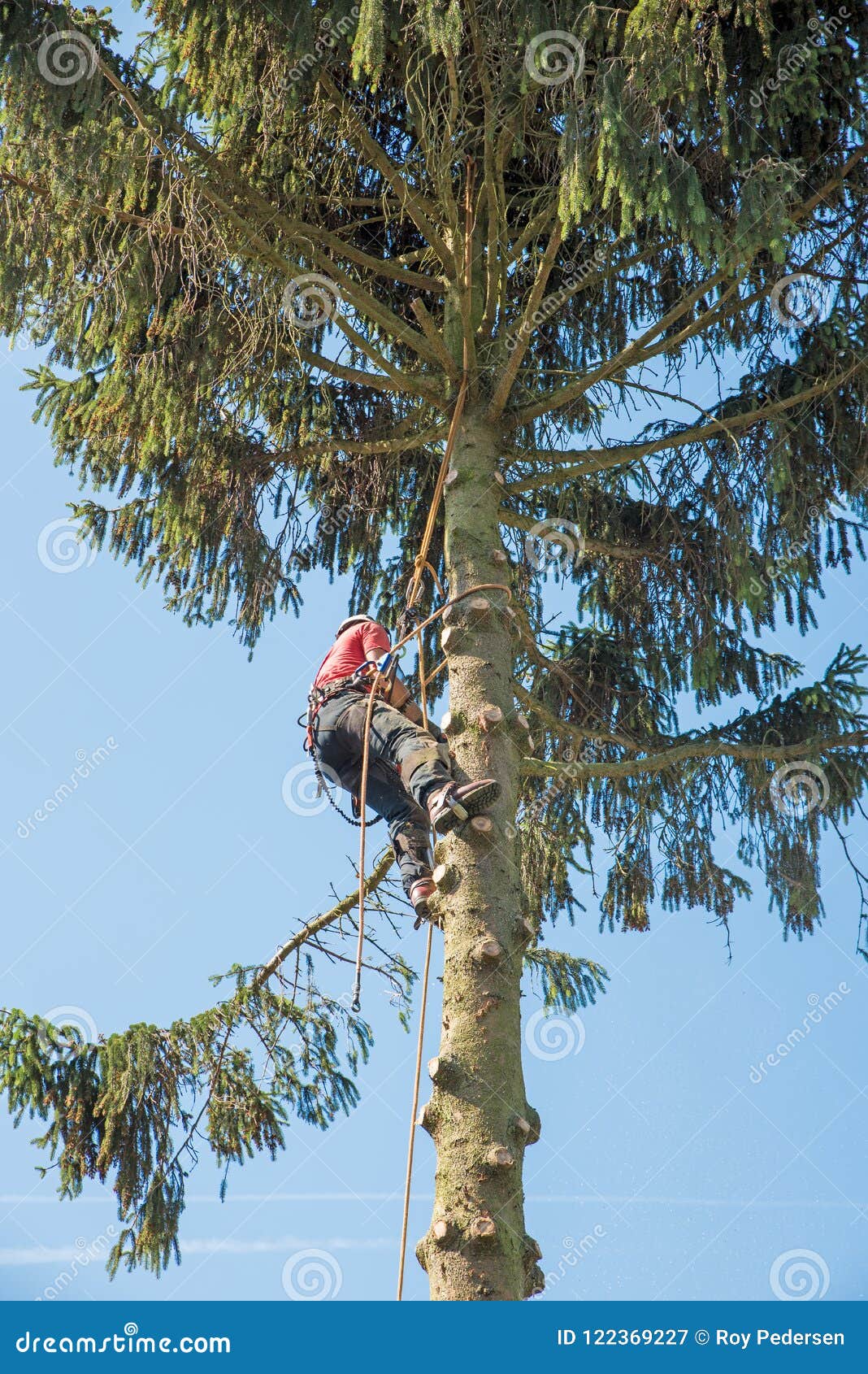 Trimming Brances from a Tall Tree Stock Image - Image of rope, danger ...