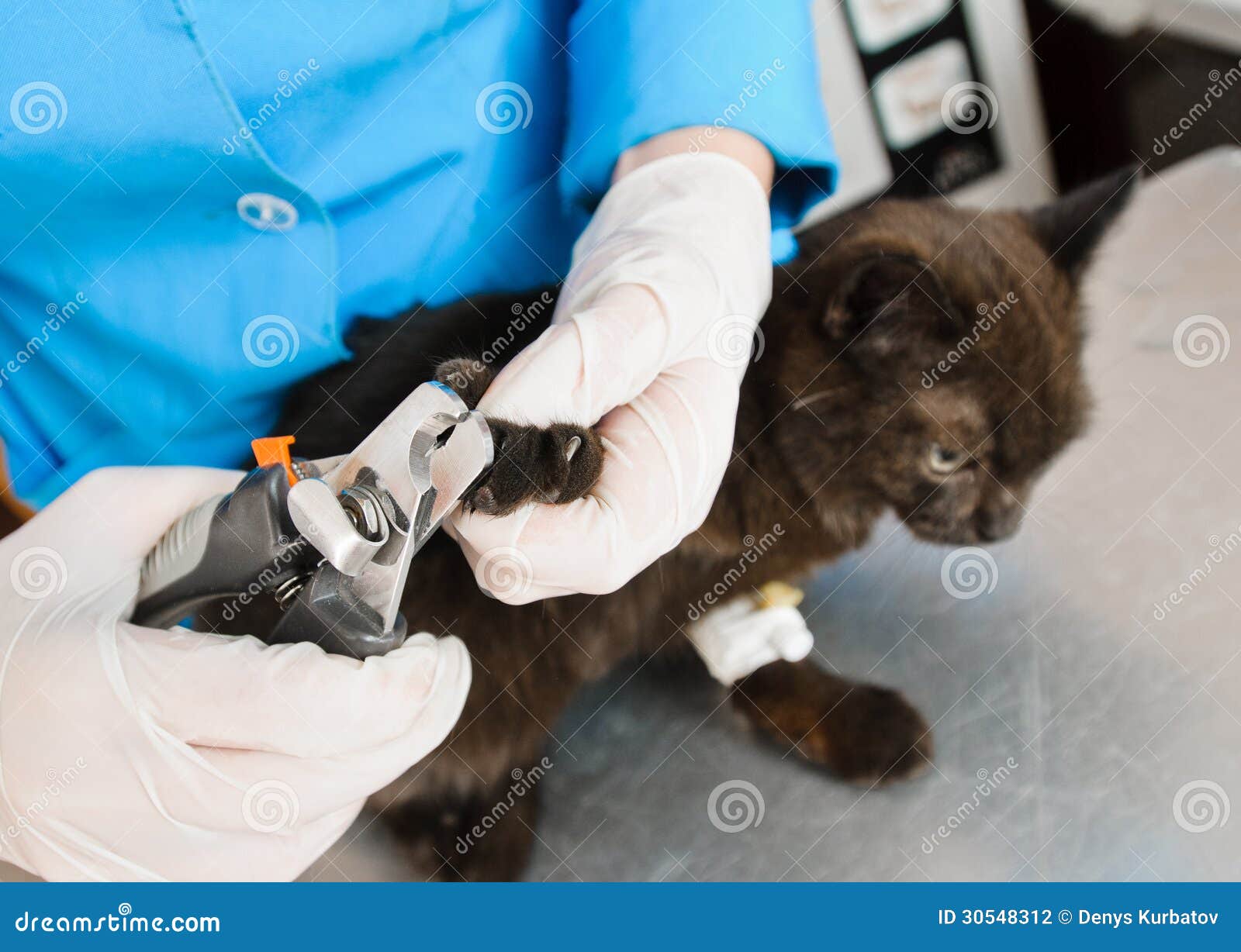 Trimming stock photo. Image of indoors, domestic, mammals - 30548312
