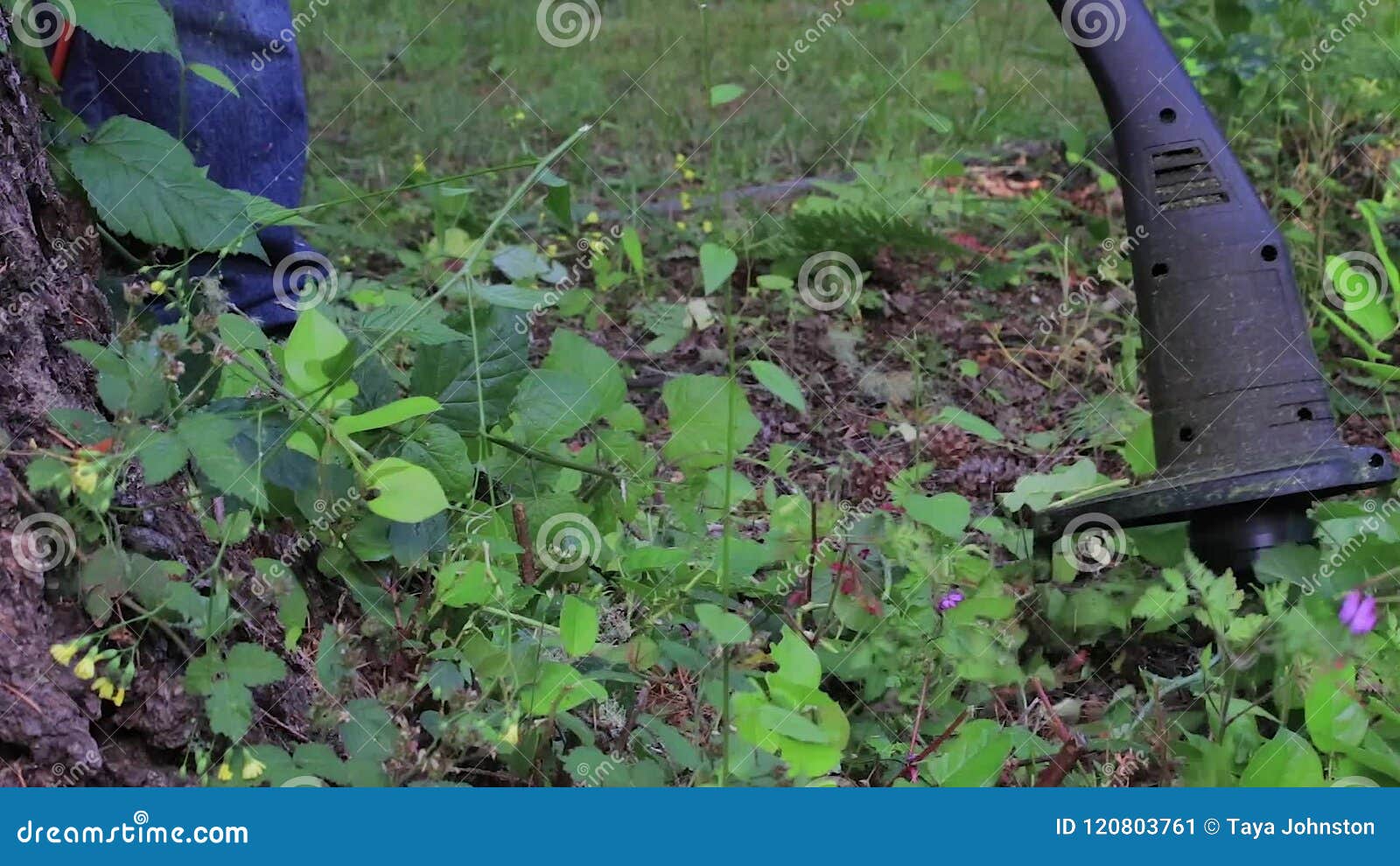 Trimming down weeds stock video. Video of cutter, gardener - 120803761