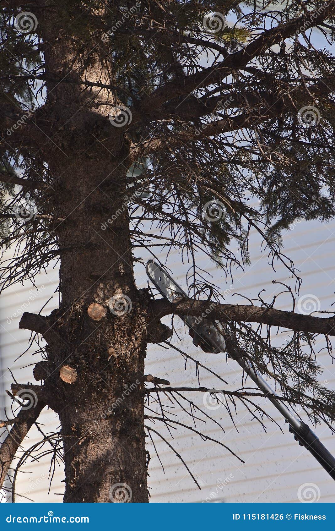 Trimming an Evergreen Tree of Branches Stock Photo - Image of bough ...