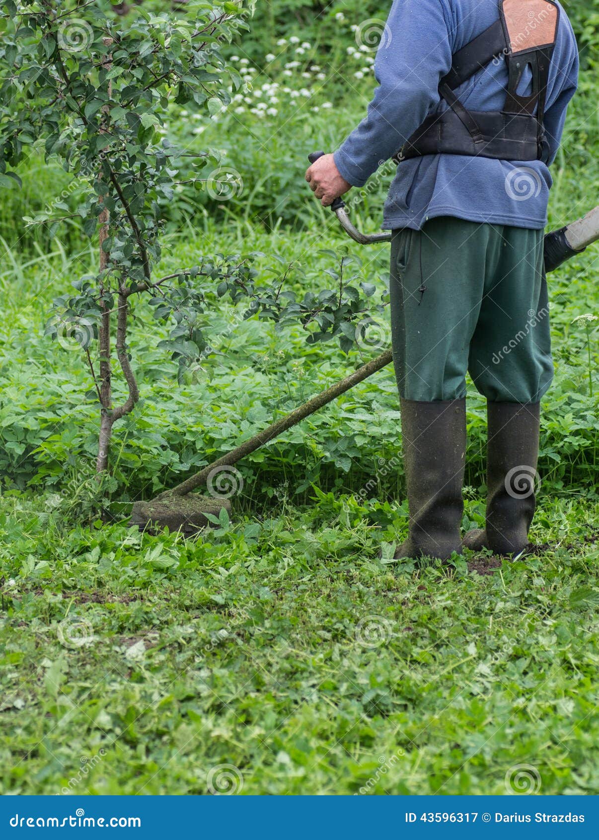 Trimming grass stock image. Image of meadow, garden, lush - 43596317