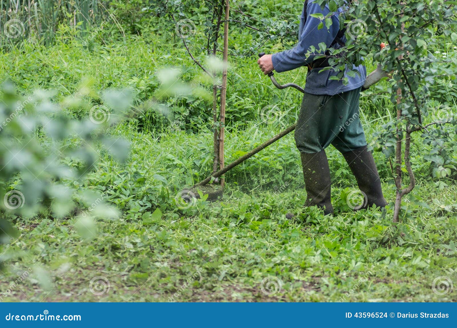 Trimming grass stock photo. Image of blade, backyard - 43596524