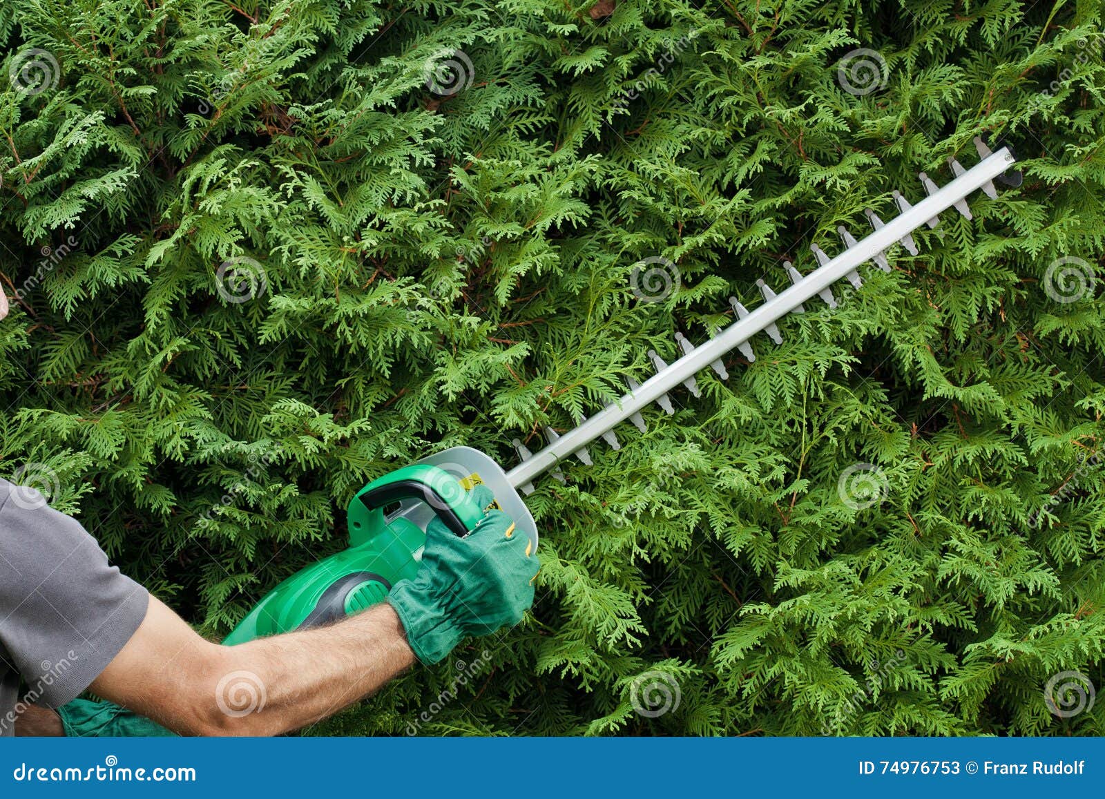 Trimming a hedge stock image. Image of gardener, landscape - 74976753