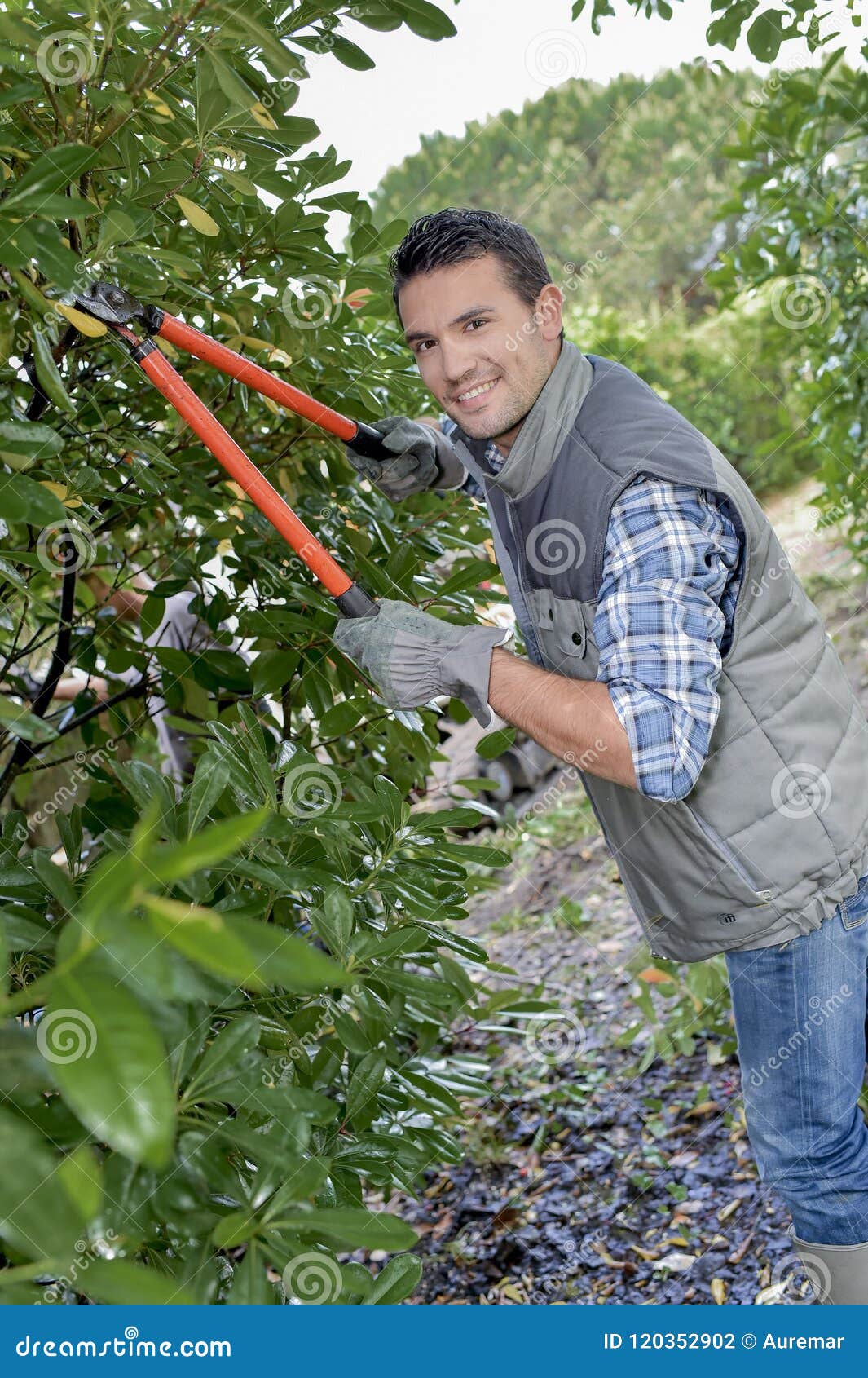 Trimming an overgrown tree stock photo. Image of person - 120352902