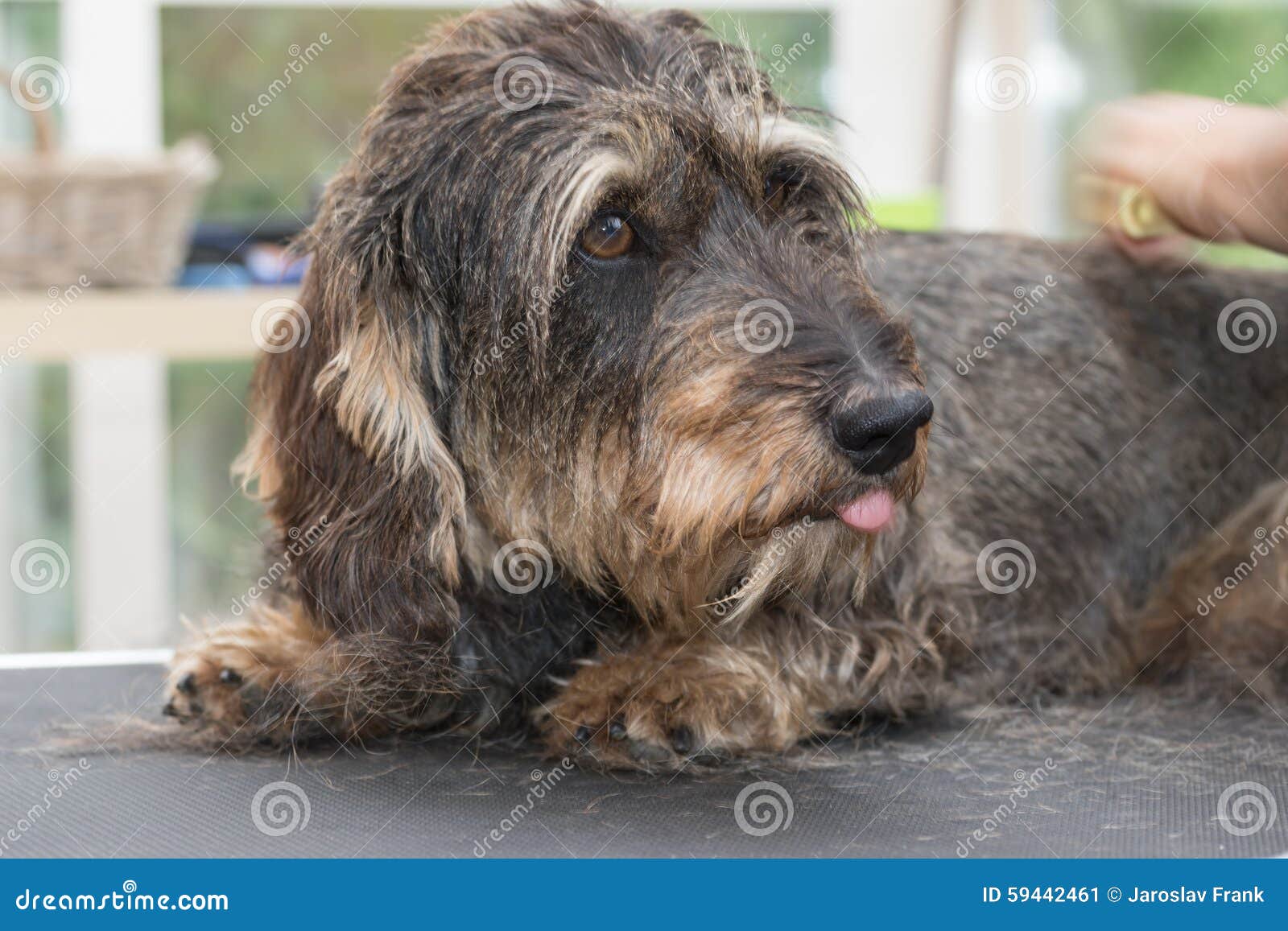 Trimming the Ridge of the Dachshund Wire Haired Stock Image - Image of ...