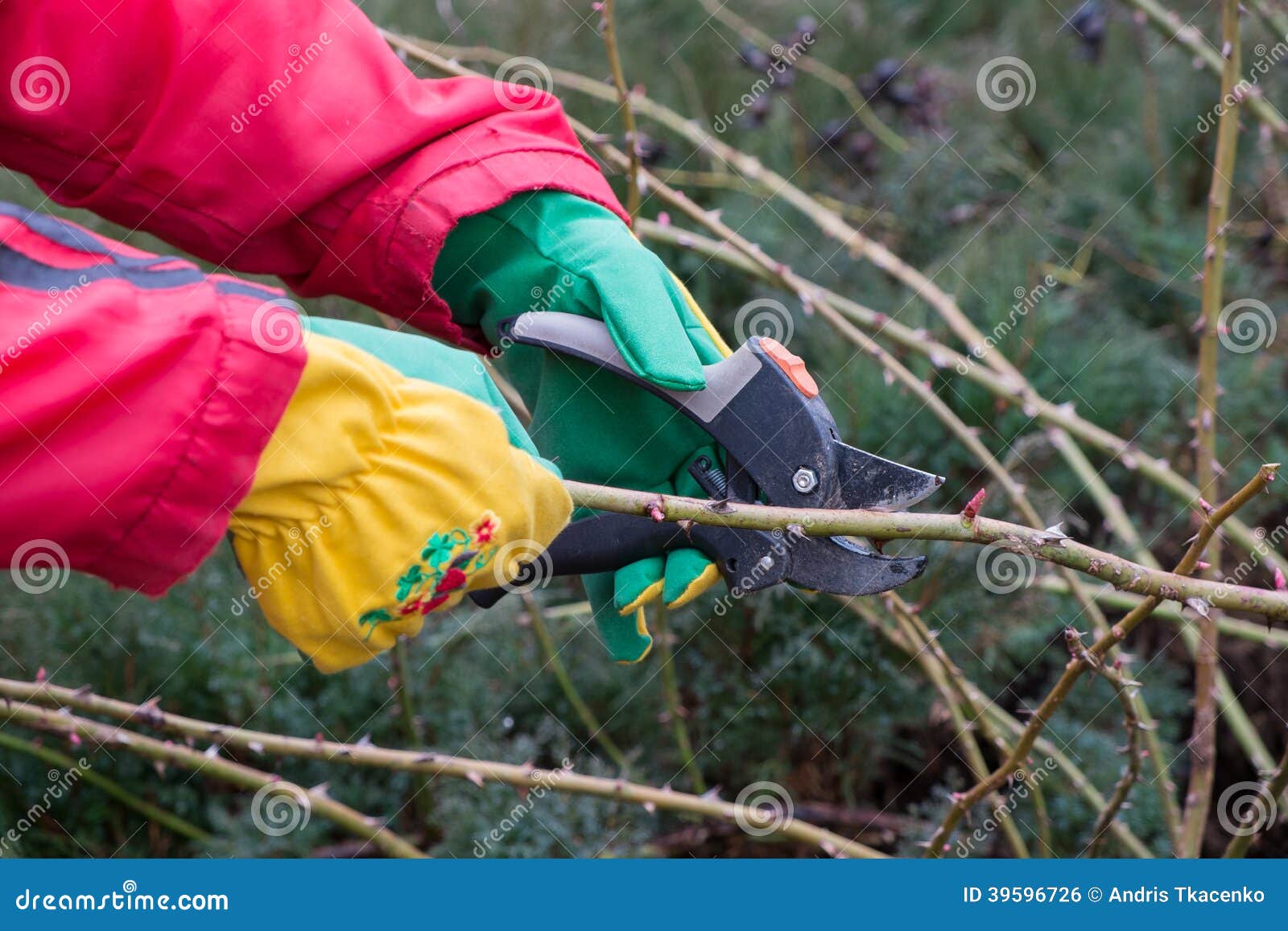 Trimming the rose bushes stock photo. Image of work, gardening - 39596726