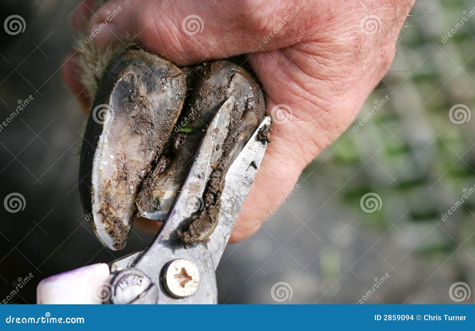 Trimming a Sheep s hoof stock photo. Image of care, clip - 2859094