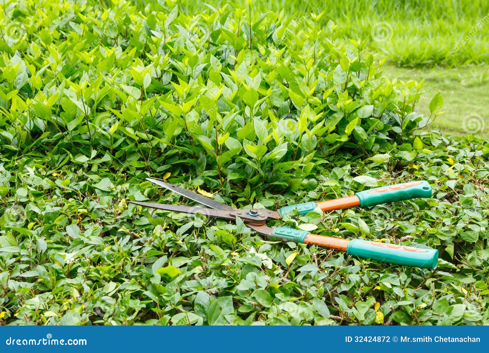 Trimming shrubs scissors stock photo. Image of branch - 32424872