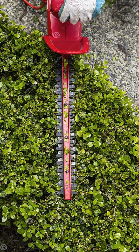 Trimming Top of Hedges with Hedger Tool Stock Image - Image of house ...