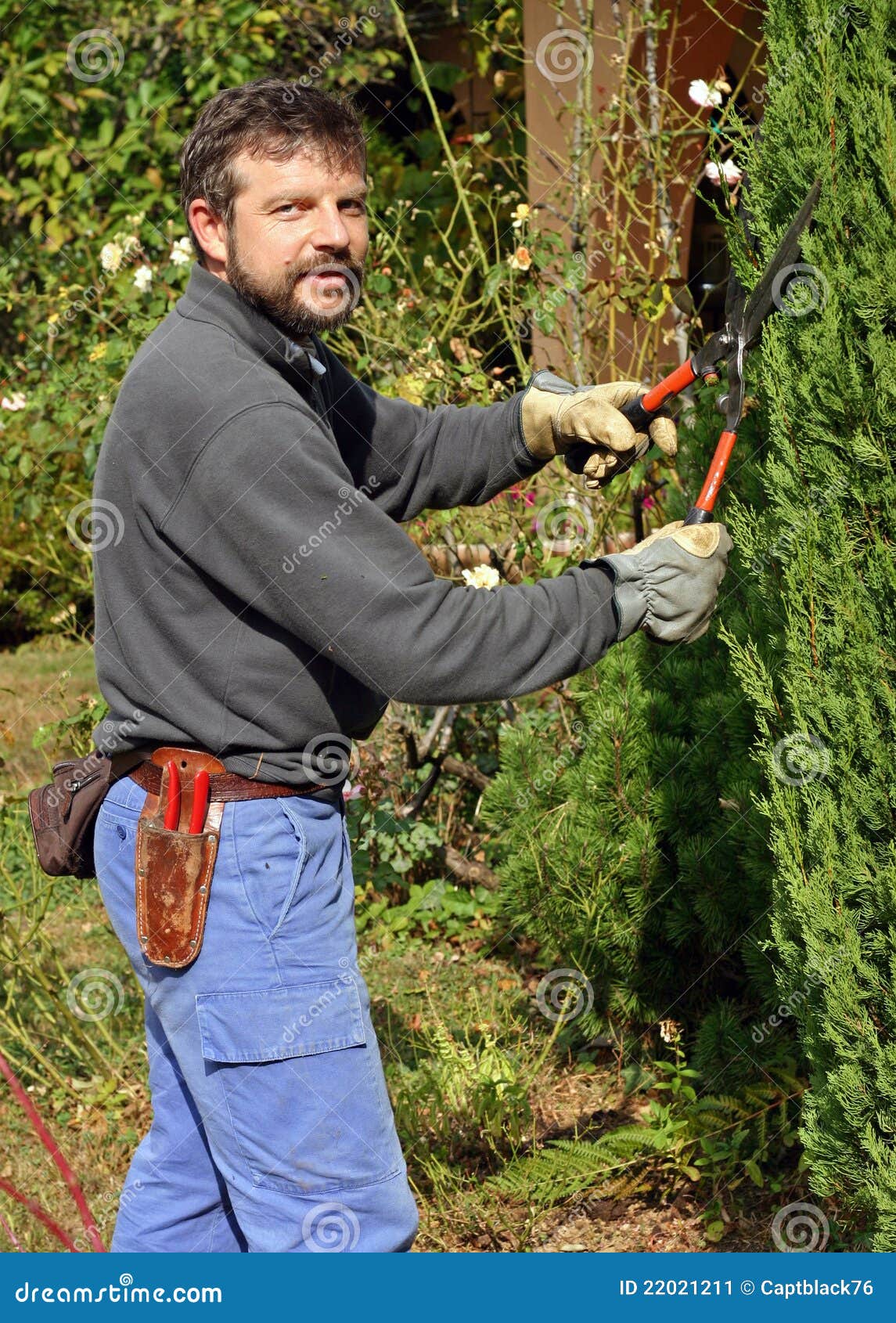 Trimming a tree stock image. Image of clippers, pruning - 22021211