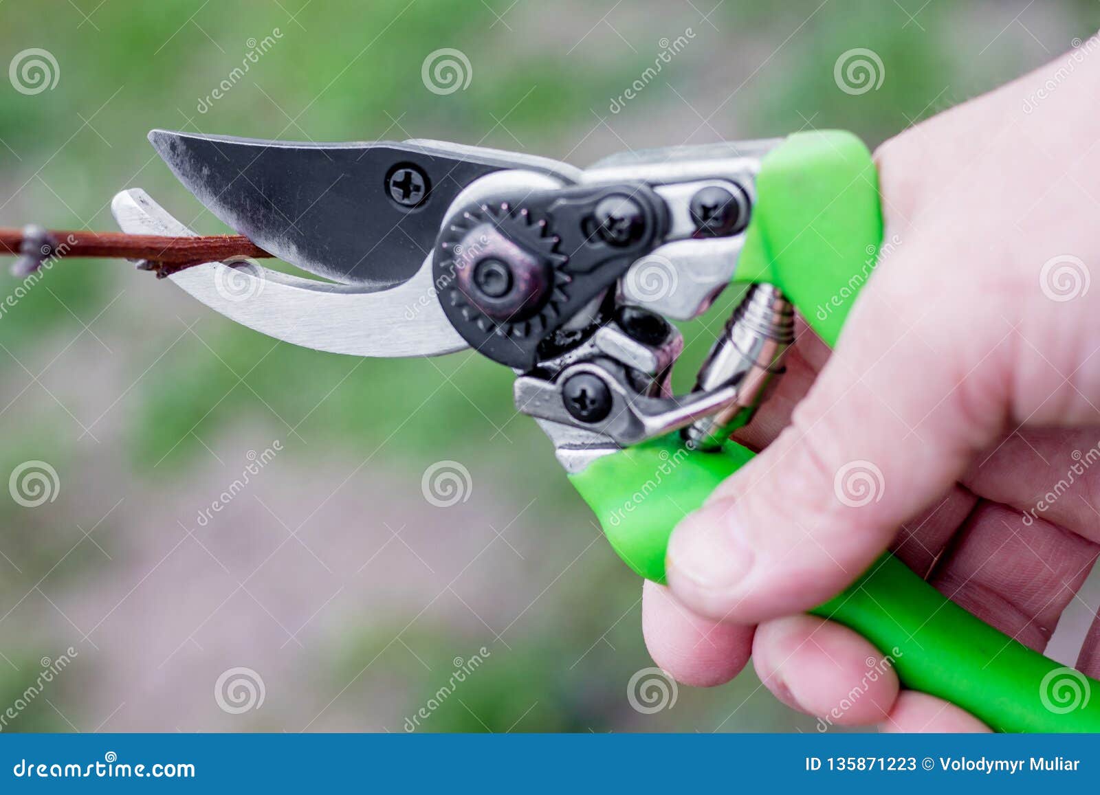 Trimming the Tree Branches with Scissors. Spring Work in the Garden ...