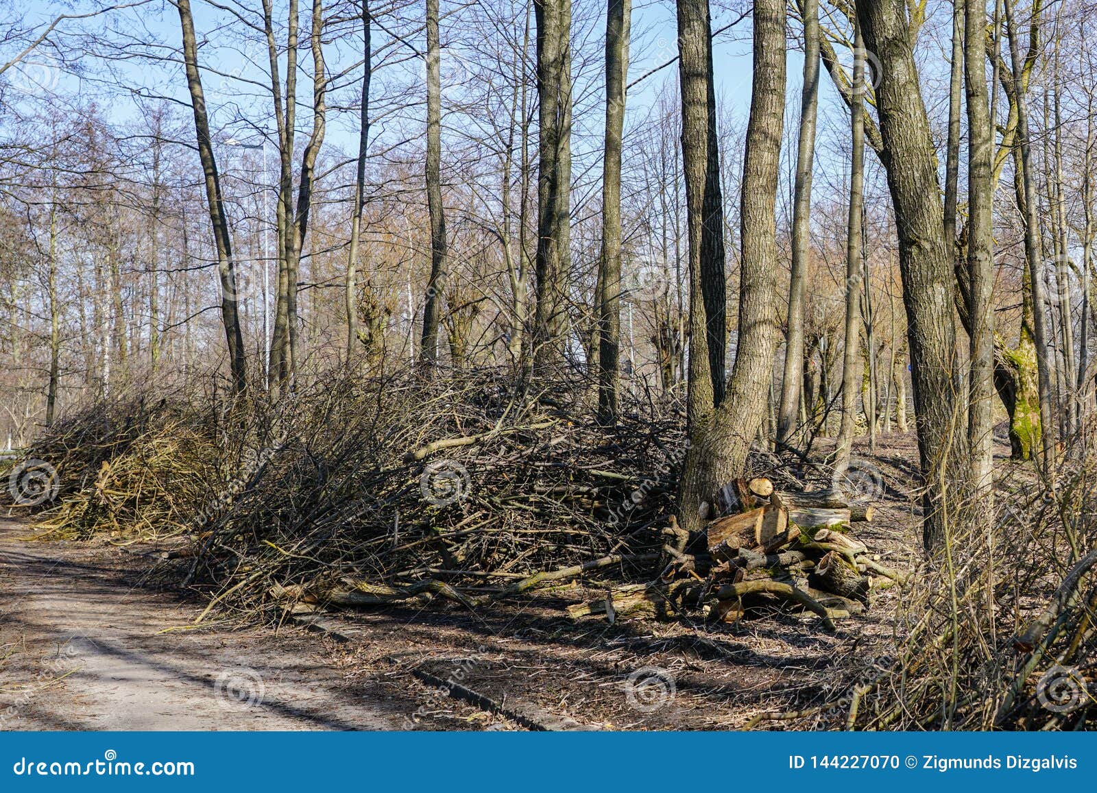 Trimming Tree Branches and Thinning Trees in Suburban Greenery Stock ...