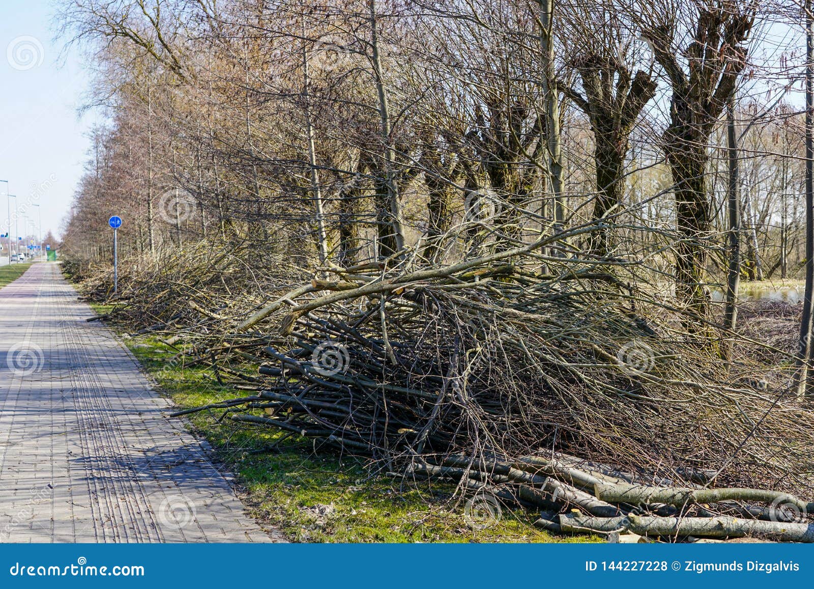 Trimming Tree Branches and Thinning Trees in Suburban Greenery Stock ...