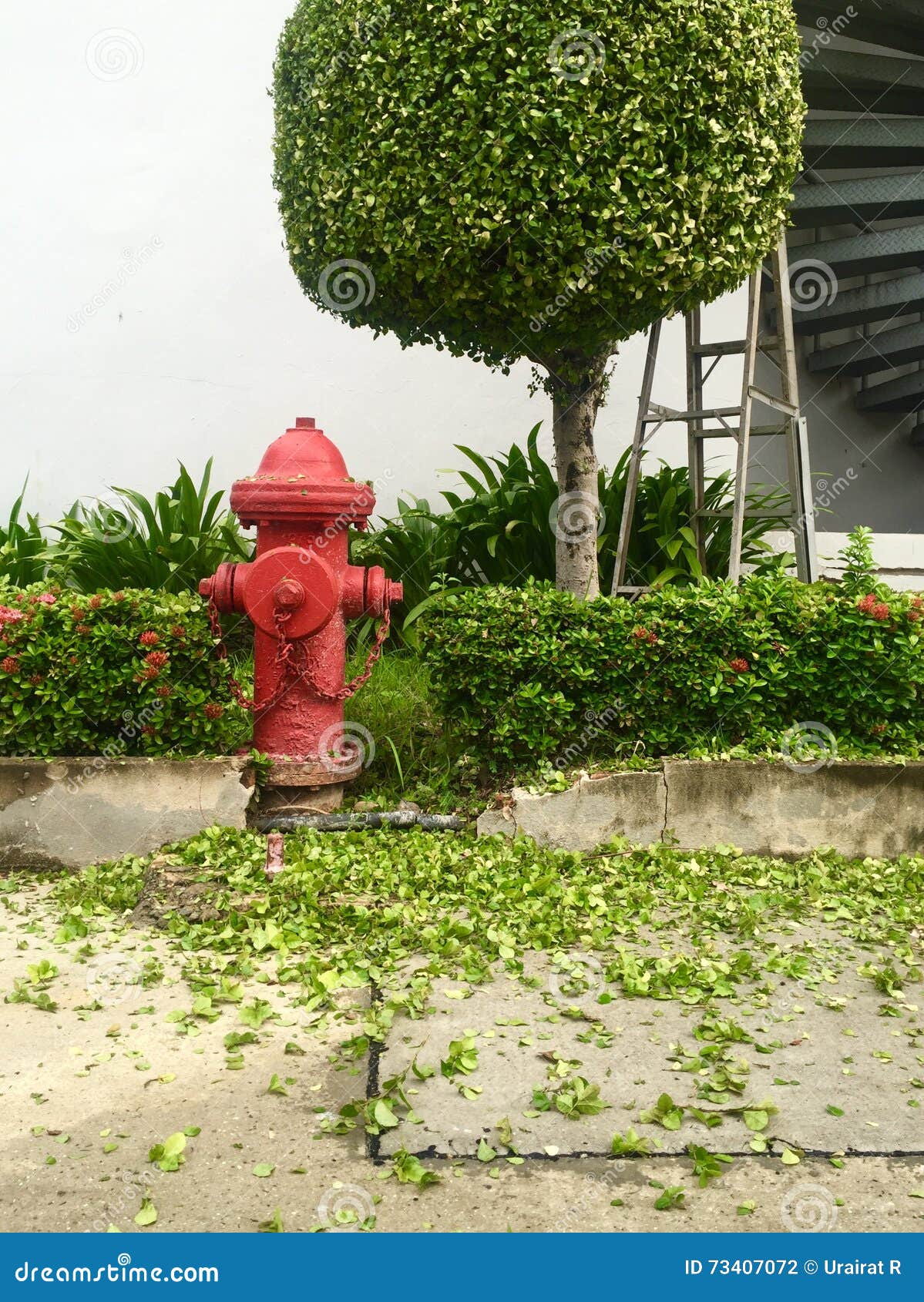 Trimming tree and bushes stock photo. Image of ornamental - 73407072