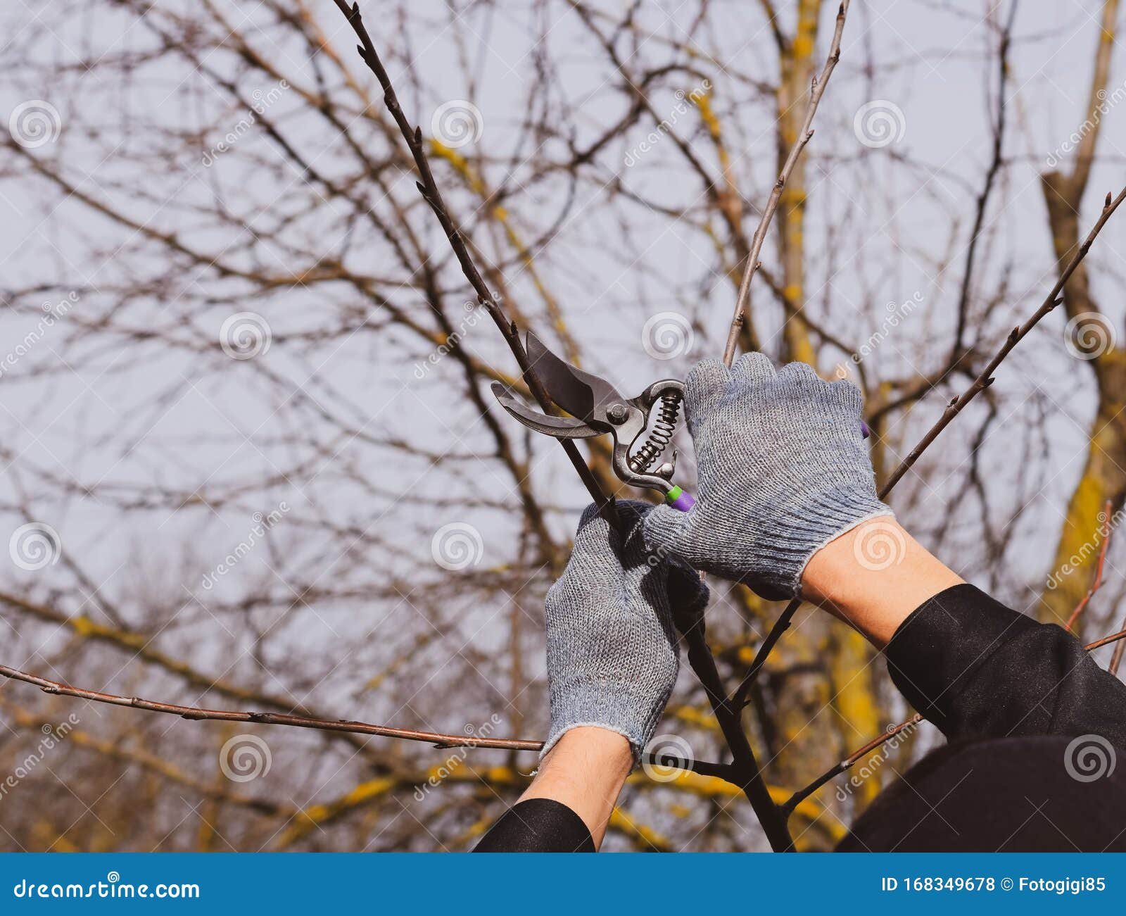 Trimming Tree with a Cutter. Spring of Fruit Trees Stock Photo - Image ...