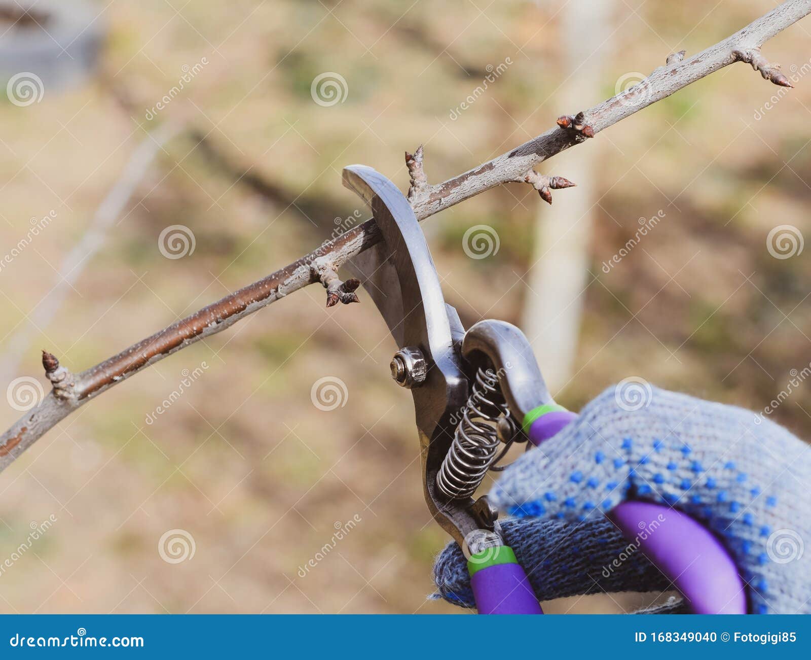 Trimming Tree with a Cutter. Spring of Fruit Trees Stock Photo - Image ...