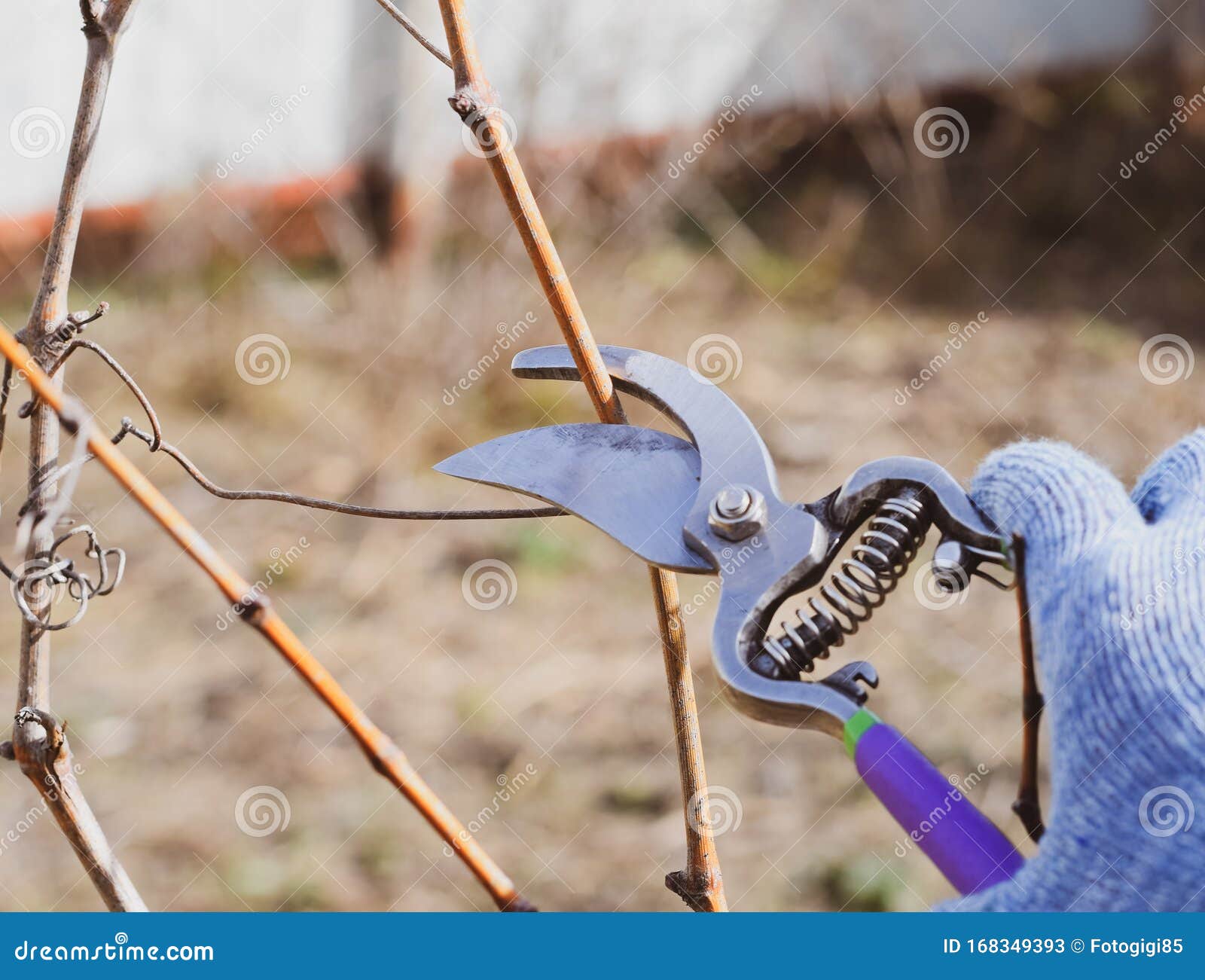 Trimming Tree with a Cutter. Spring of Fruit Trees Stock Image - Image ...