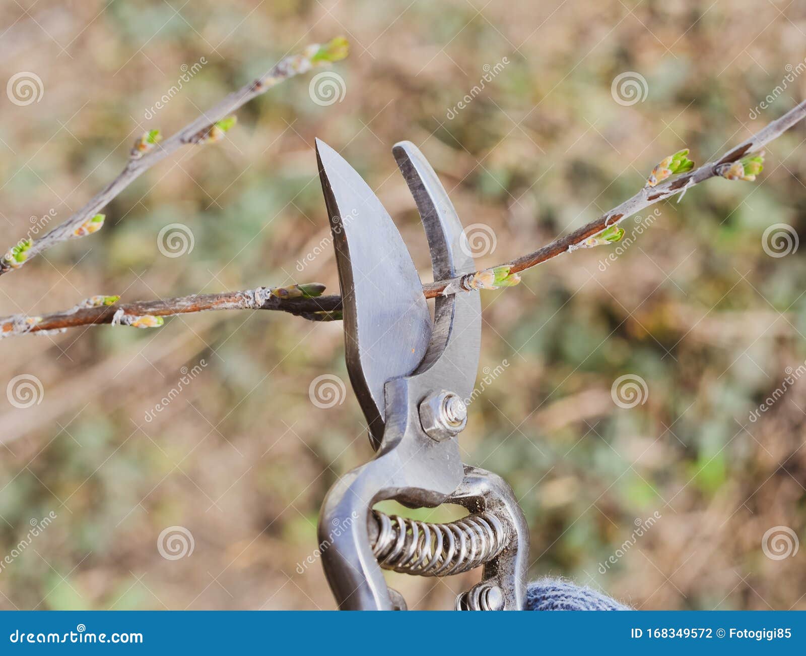 Trimming Tree with a Cutter. Spring of Fruit Trees Stock Photo - Image ...