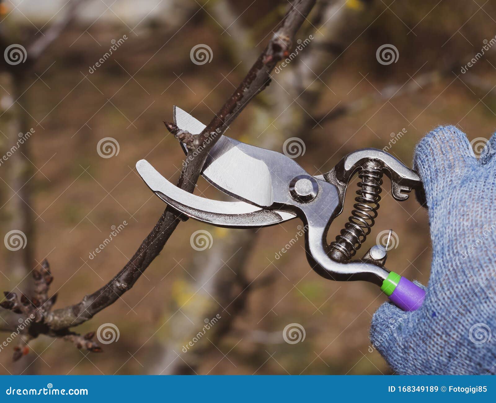 Trimming Tree with a Cutter. Spring of Fruit Trees Stock Image - Image ...