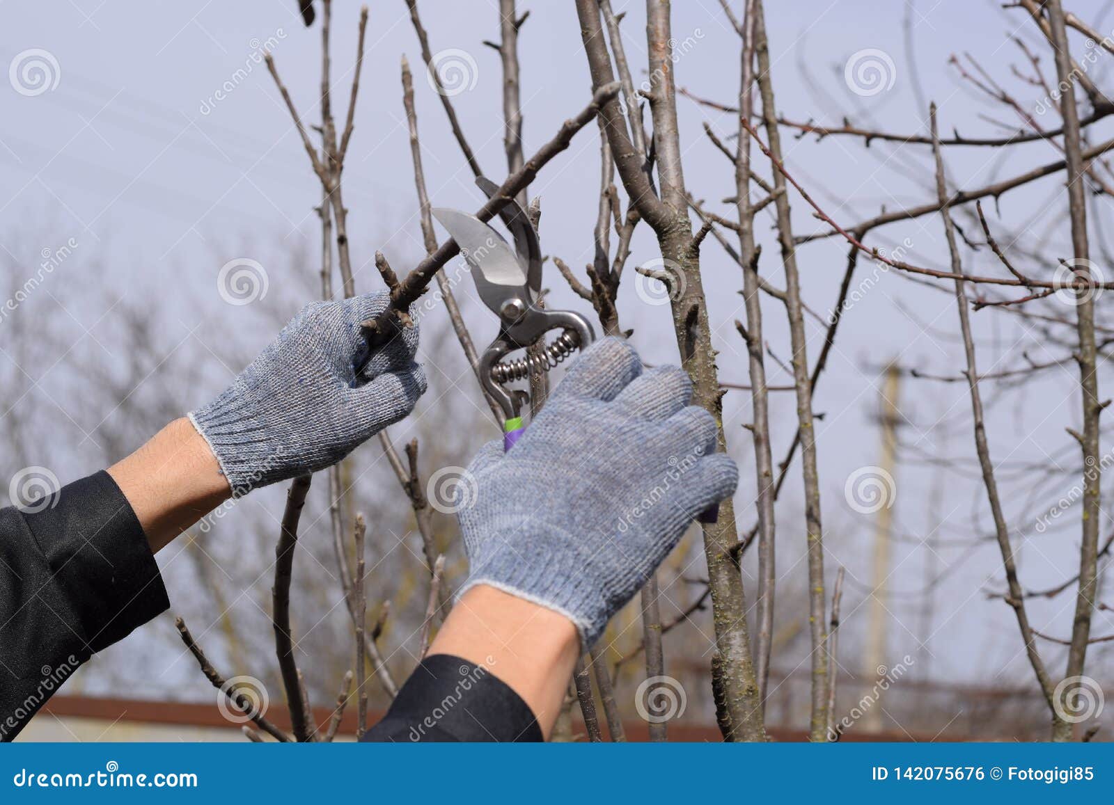 Trimming Tree with a Cutter. Spring Pruning of Fruit Trees. Stock Photo ...
