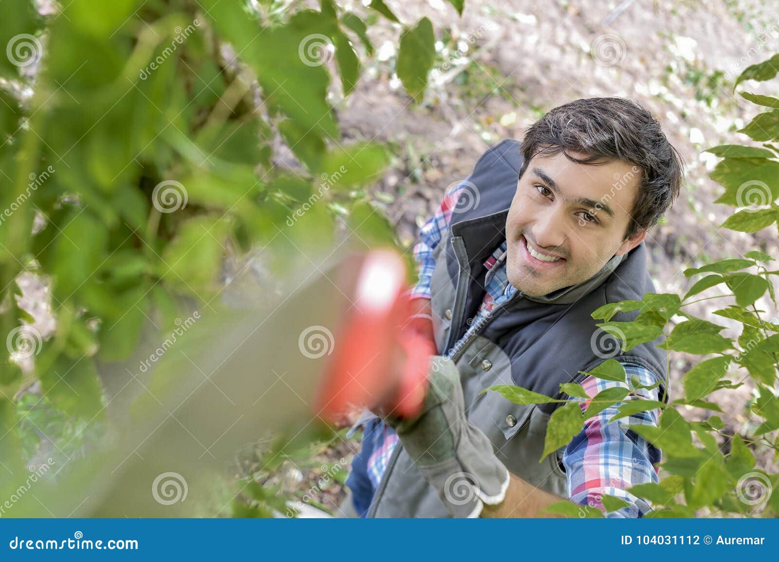 Trimming tree in garden stock photo. Image of equipment - 104031112