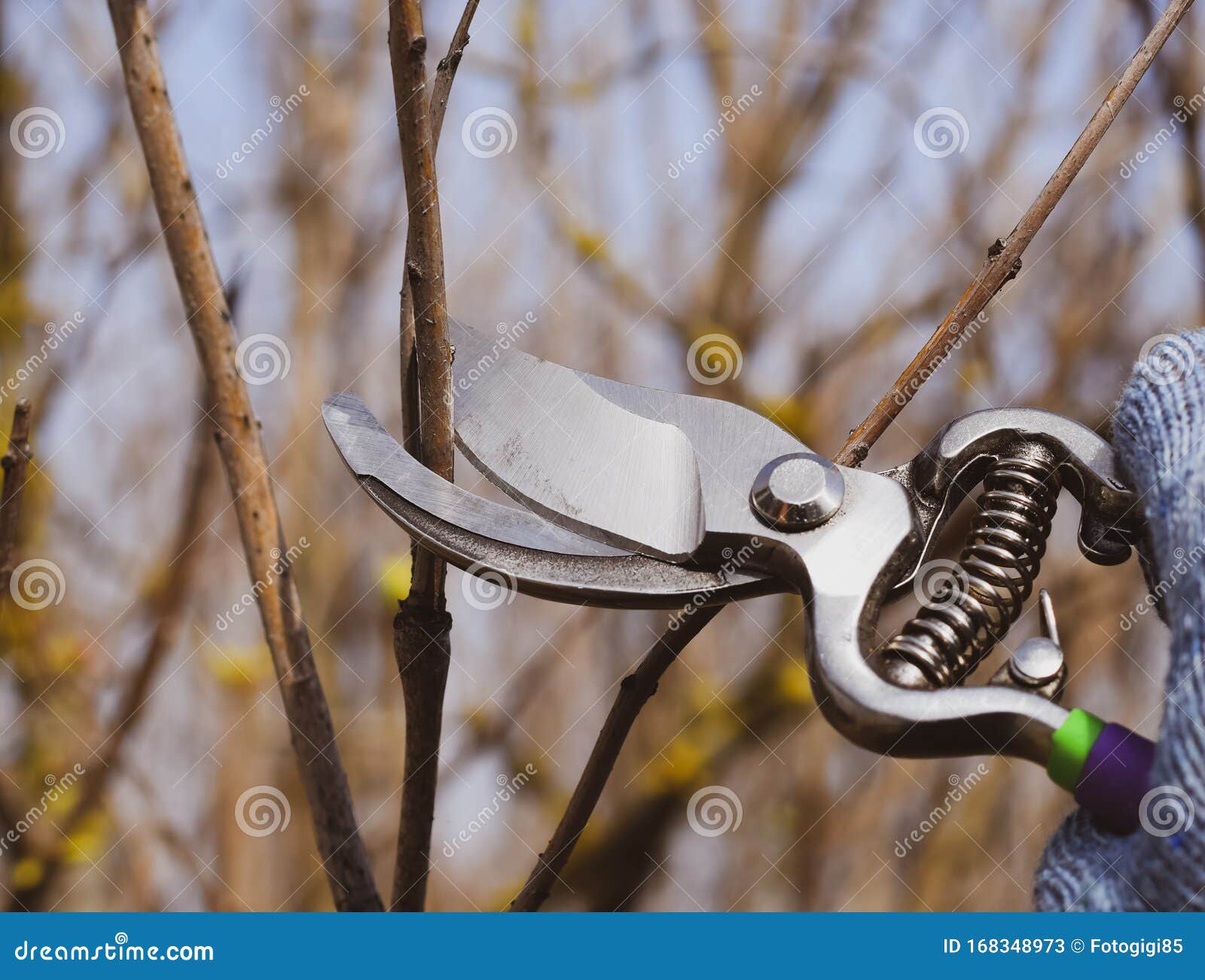 Trimming Tree with a . Spring Pruning of Fruit Trees Stock Image ...