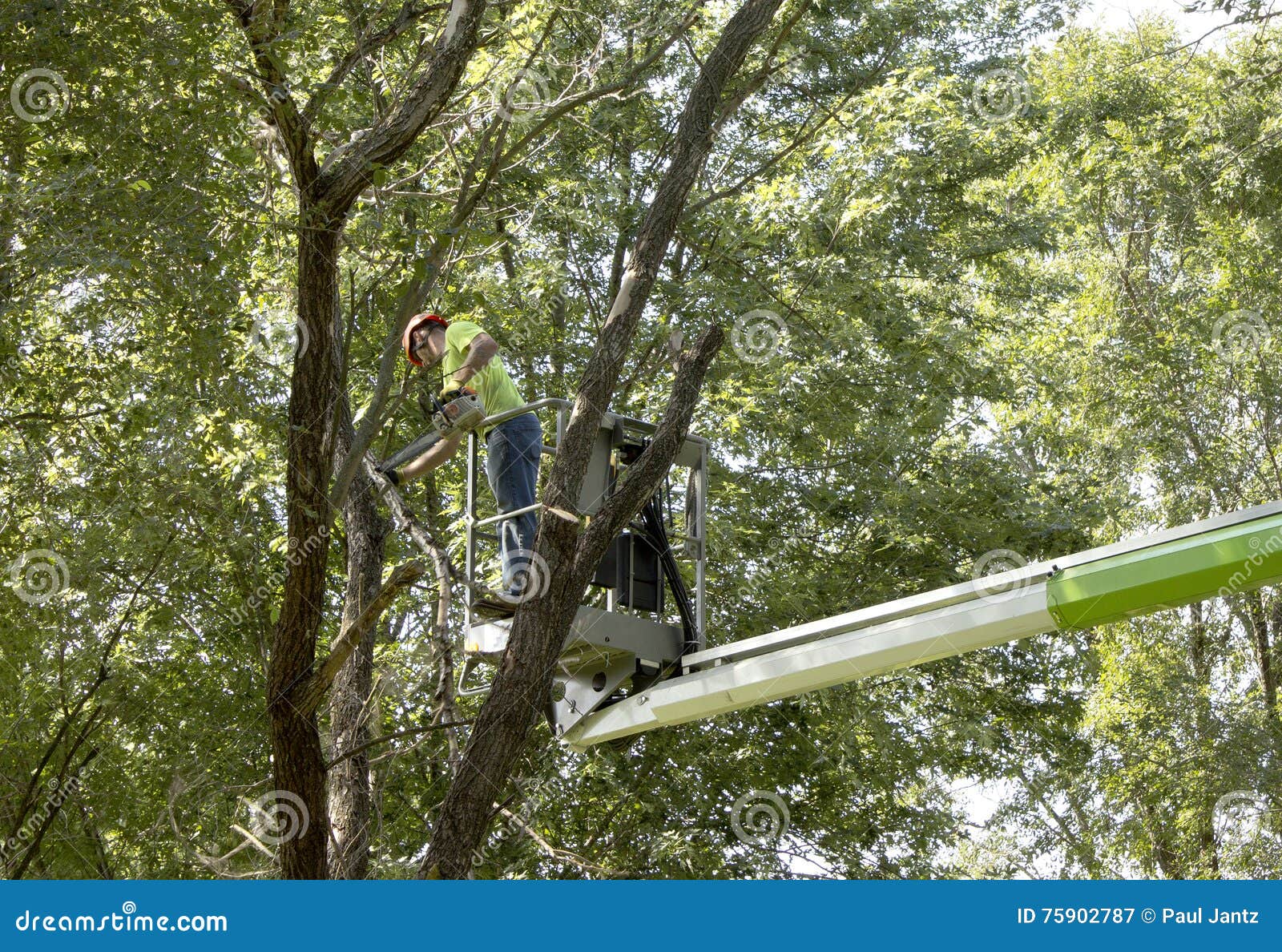 Trimming a tree stock image. Image of tool, bucket, tree - 75902787