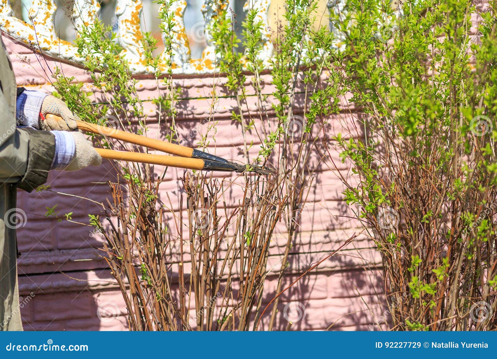 Trimming of trees stock image. Image of trimming, work - 92227729