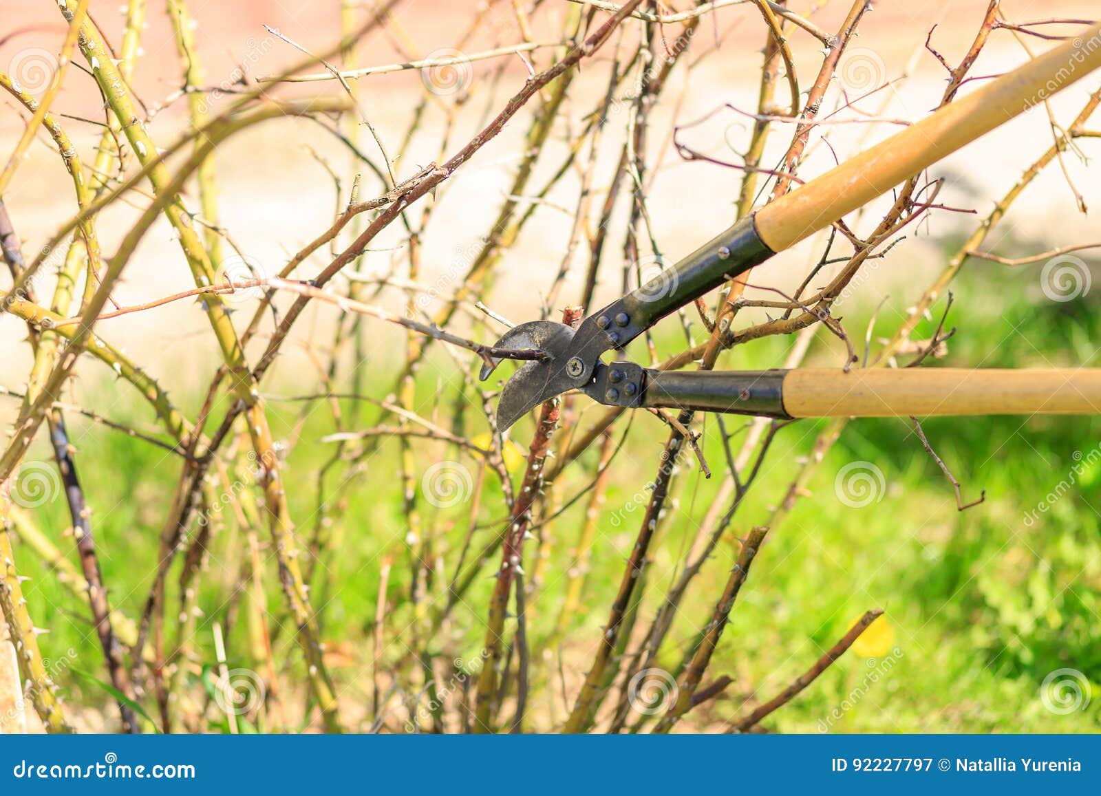 Trimming of trees stock image. Image of clip, shrub, twig - 92227797