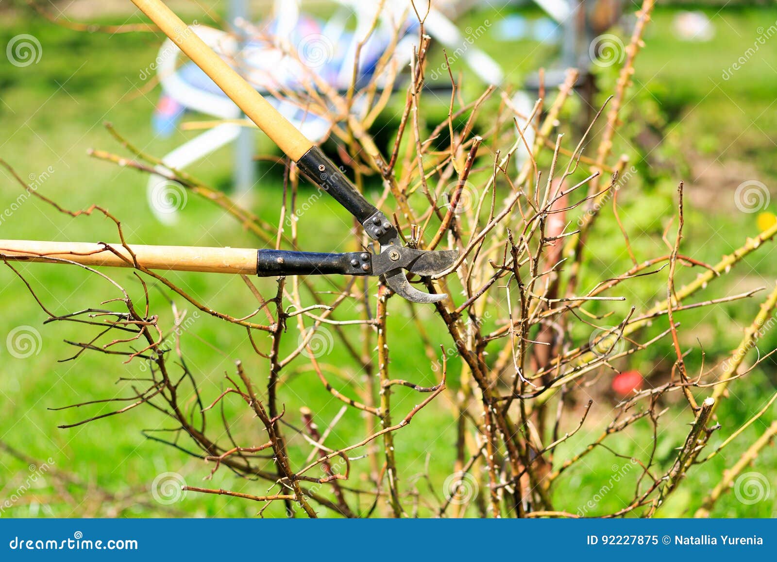 Trimming of trees stock image. Image of equipment, pinch - 92227875