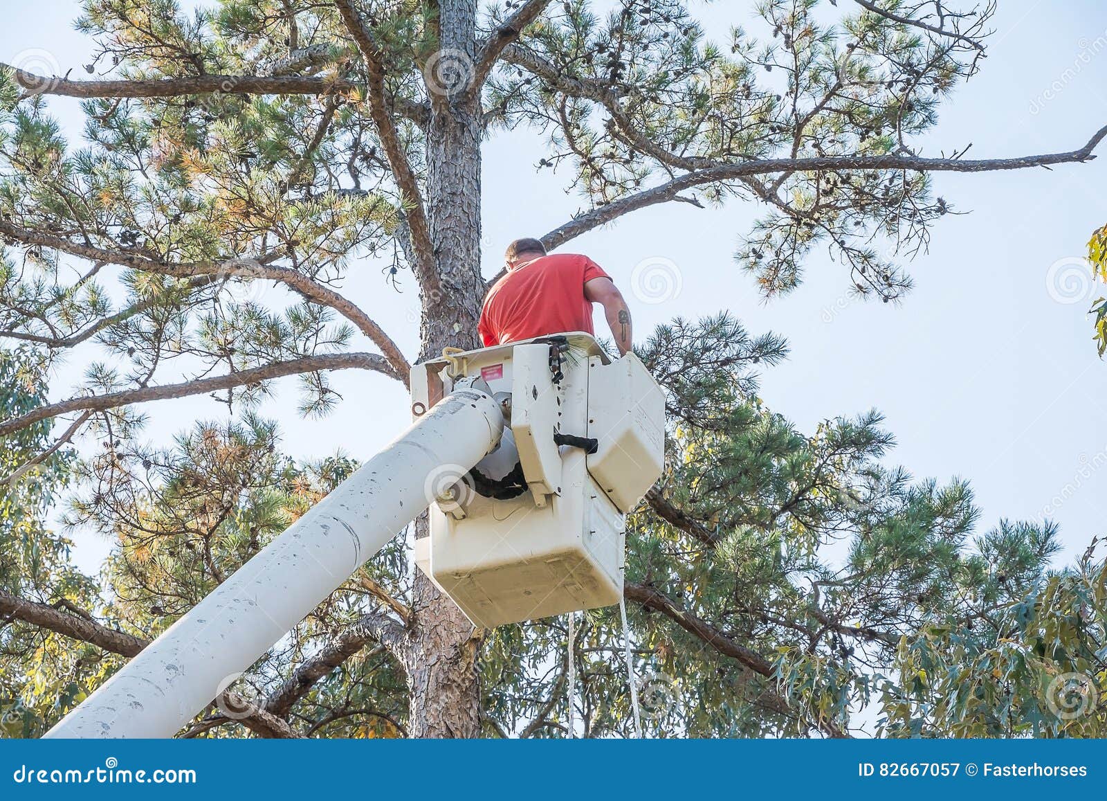 Trimming Trees. editorial photography. Image of daytime - 82667057