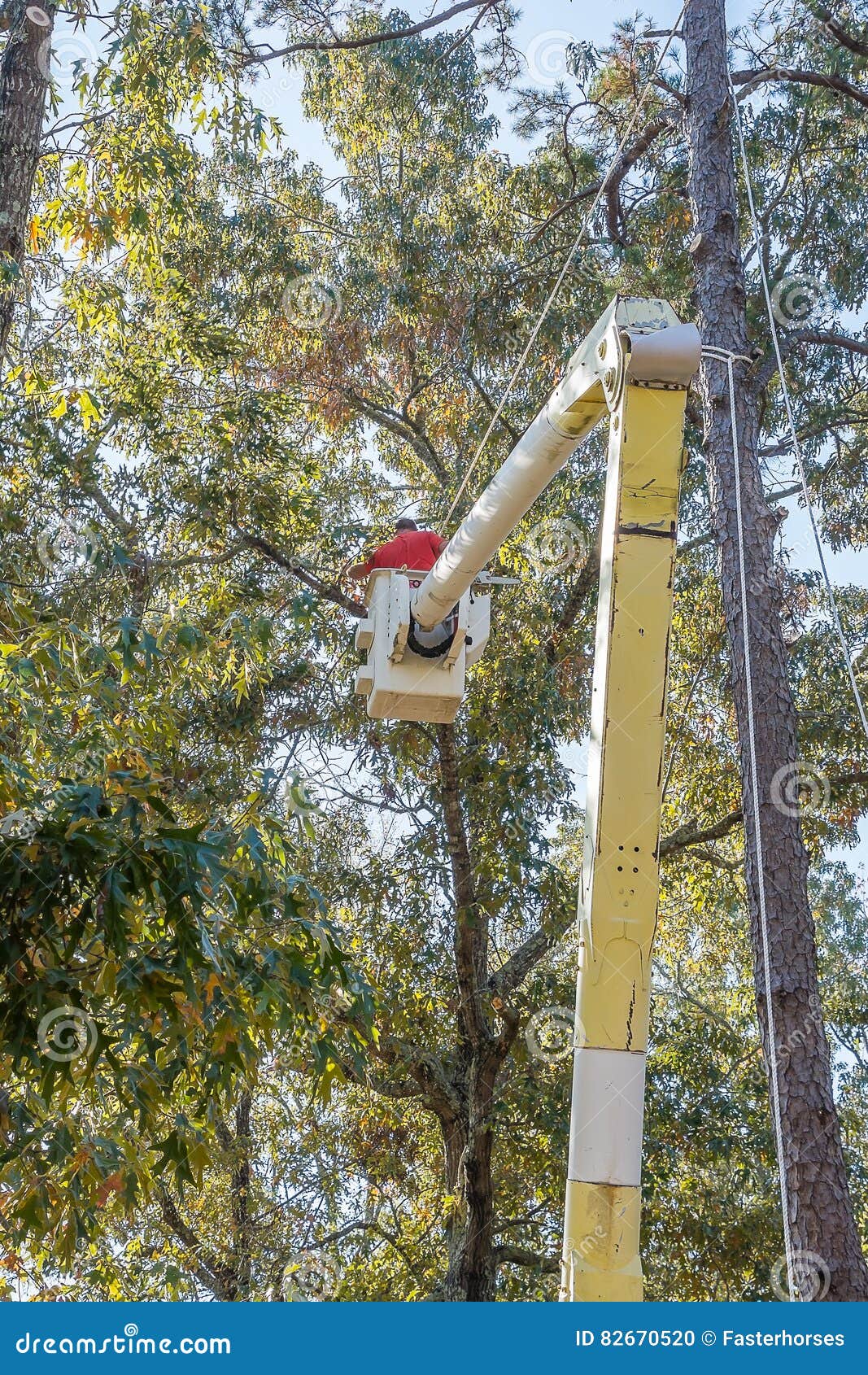 Trimming Trees. stock photo. Image of green, trimmer - 82670520