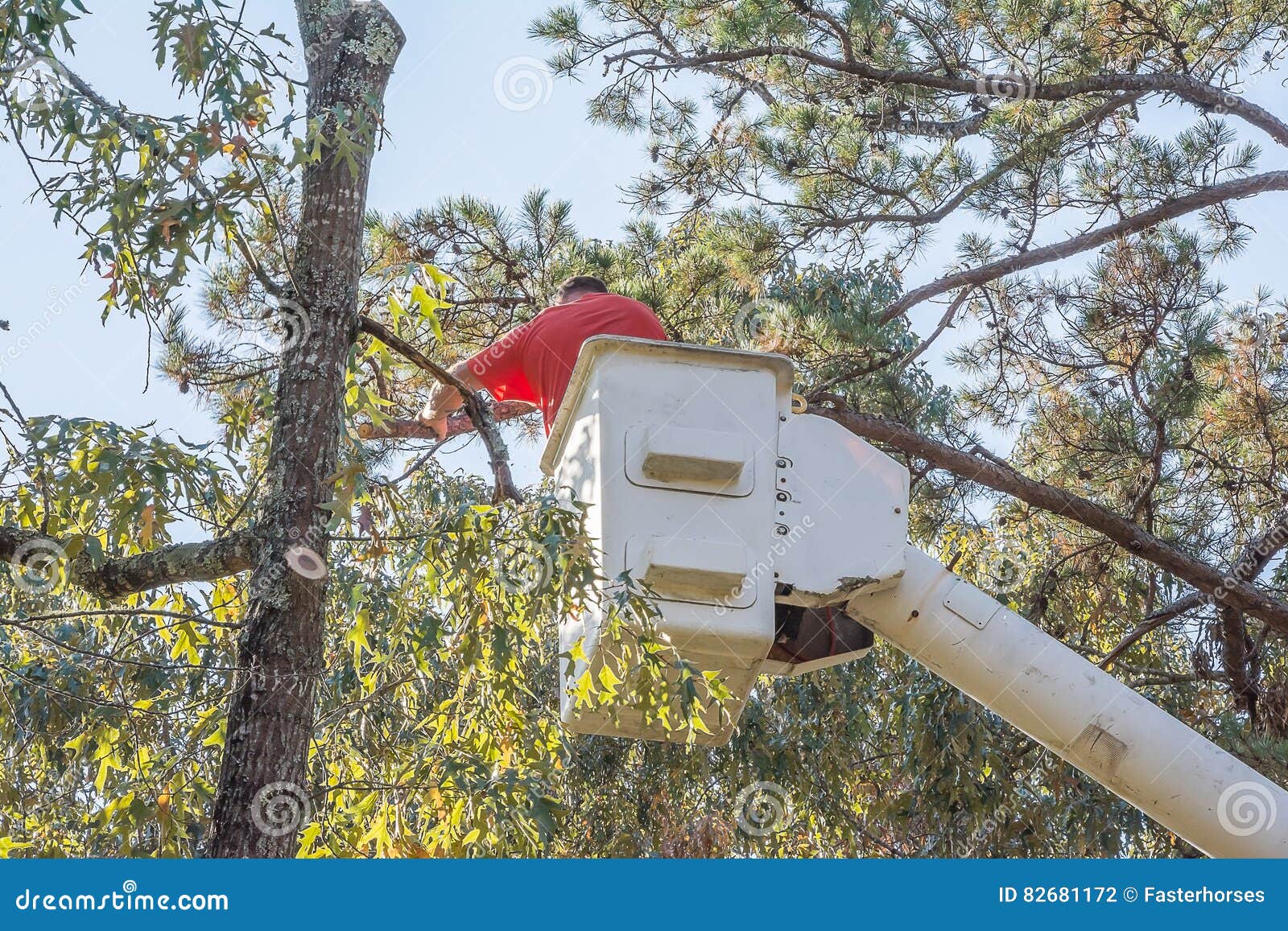 Trimming Trees. stock photo. Image of trimmer, tree, foliage - 82681172