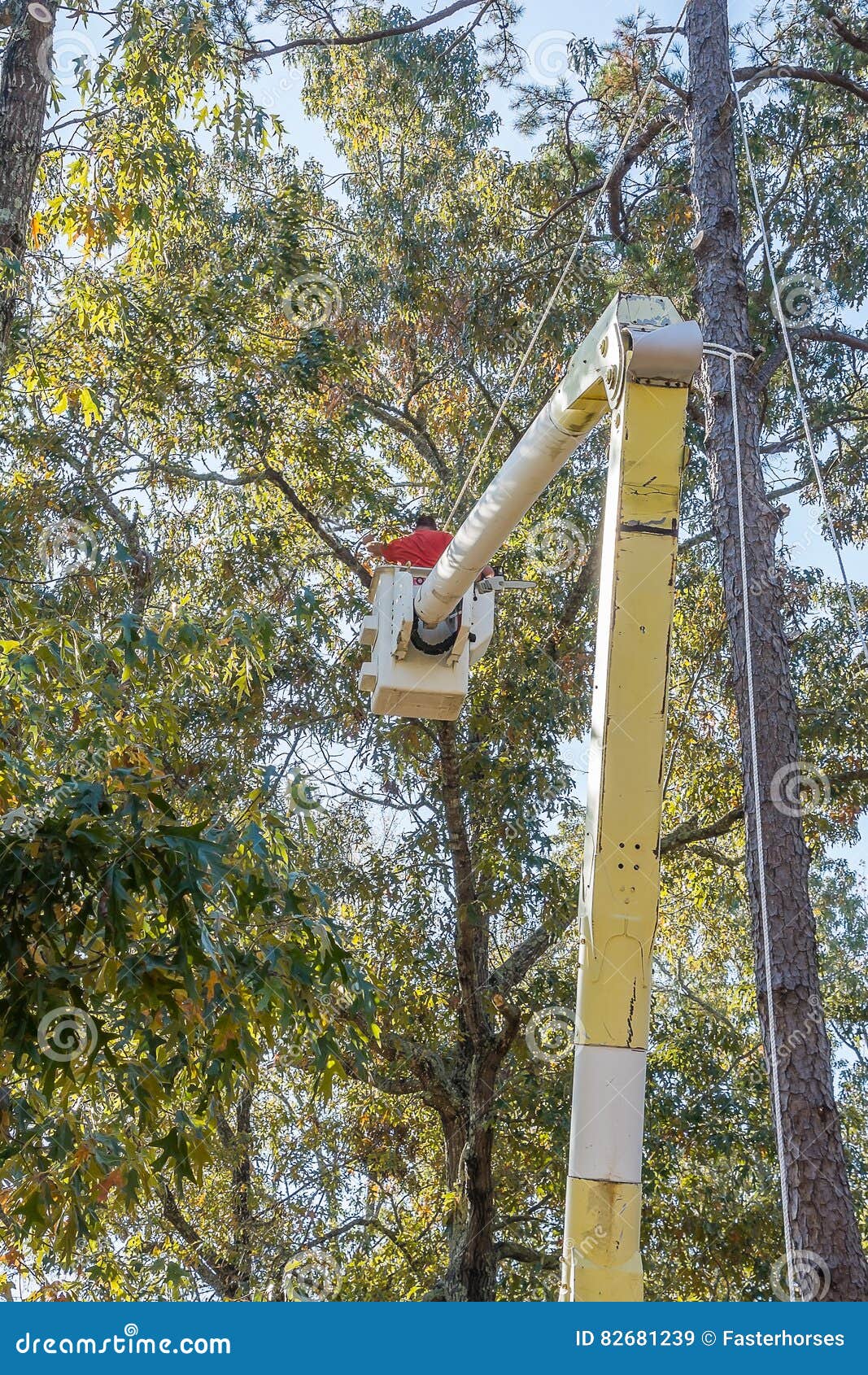 Trimming Trees. stock image. Image of chainsaw, foliage - 82681239