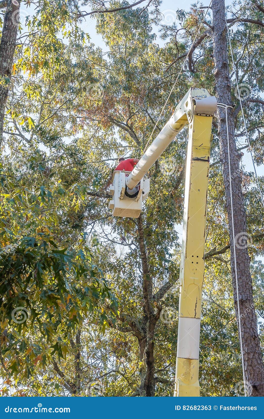 Trimming Trees. stock image. Image of foliage, rope, daytime - 82682363