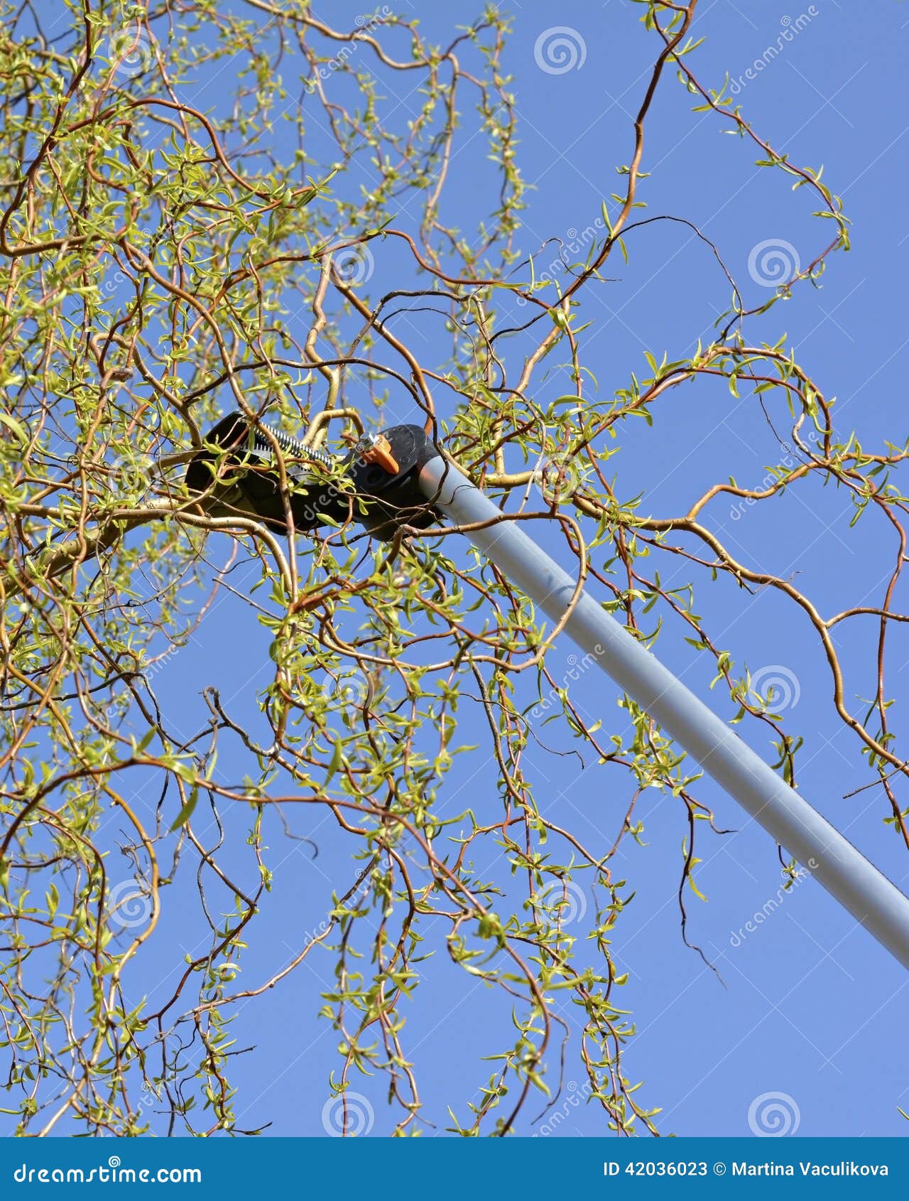 Trimming of Trees stock image. Image of hand, clippers - 42036023