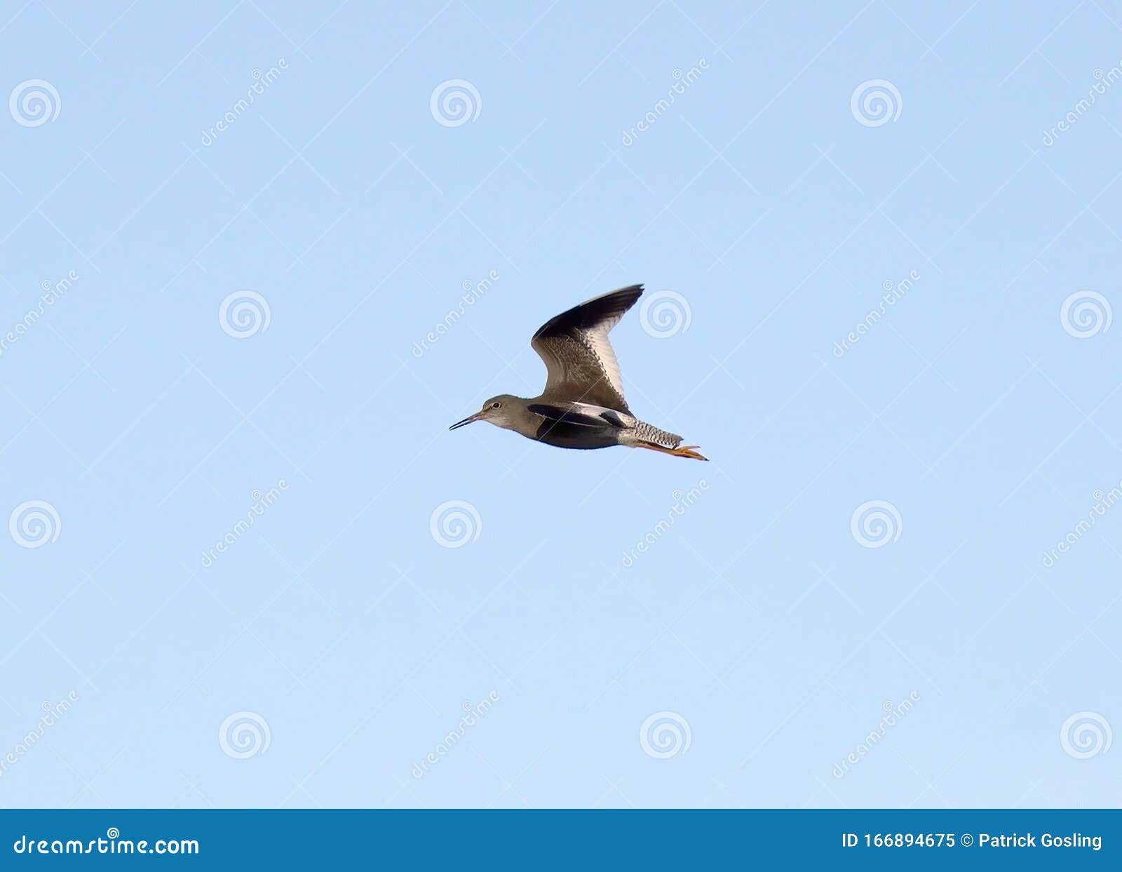Common Redshank in flight. stock image. Image of fowl - 166894675