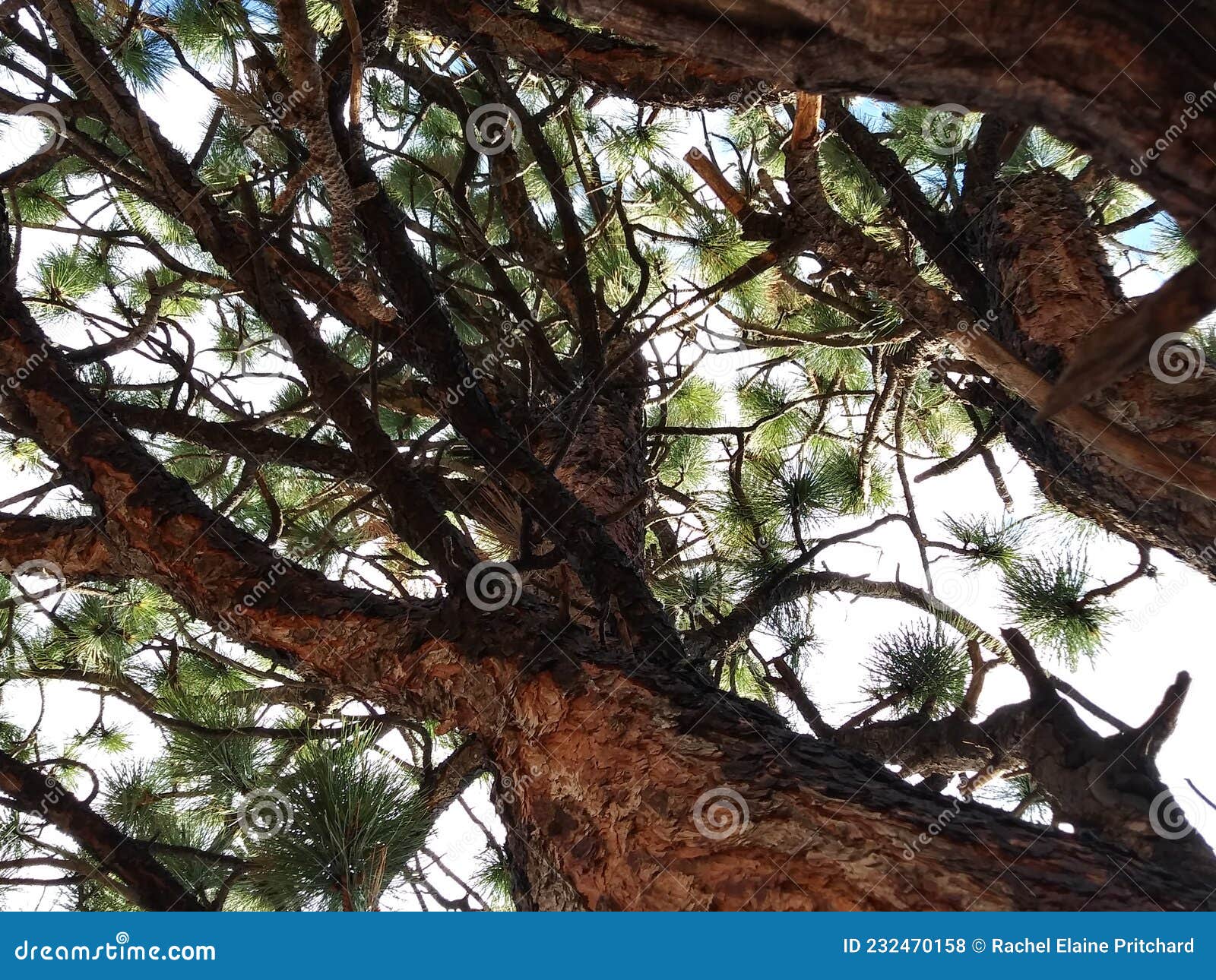 Trinidad Colorado Mountains View Pine Stock Photo - Image of colorado ...